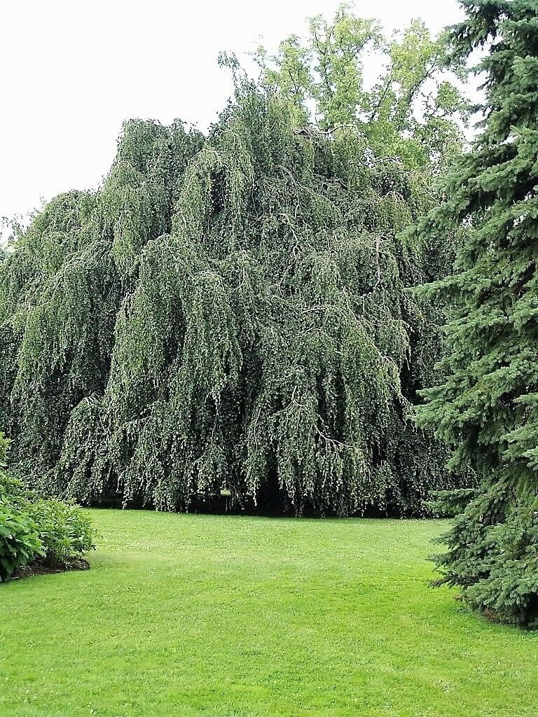 Amazon.com : 50 Seeds Silver Weeping Birch Tree White European Betula ...