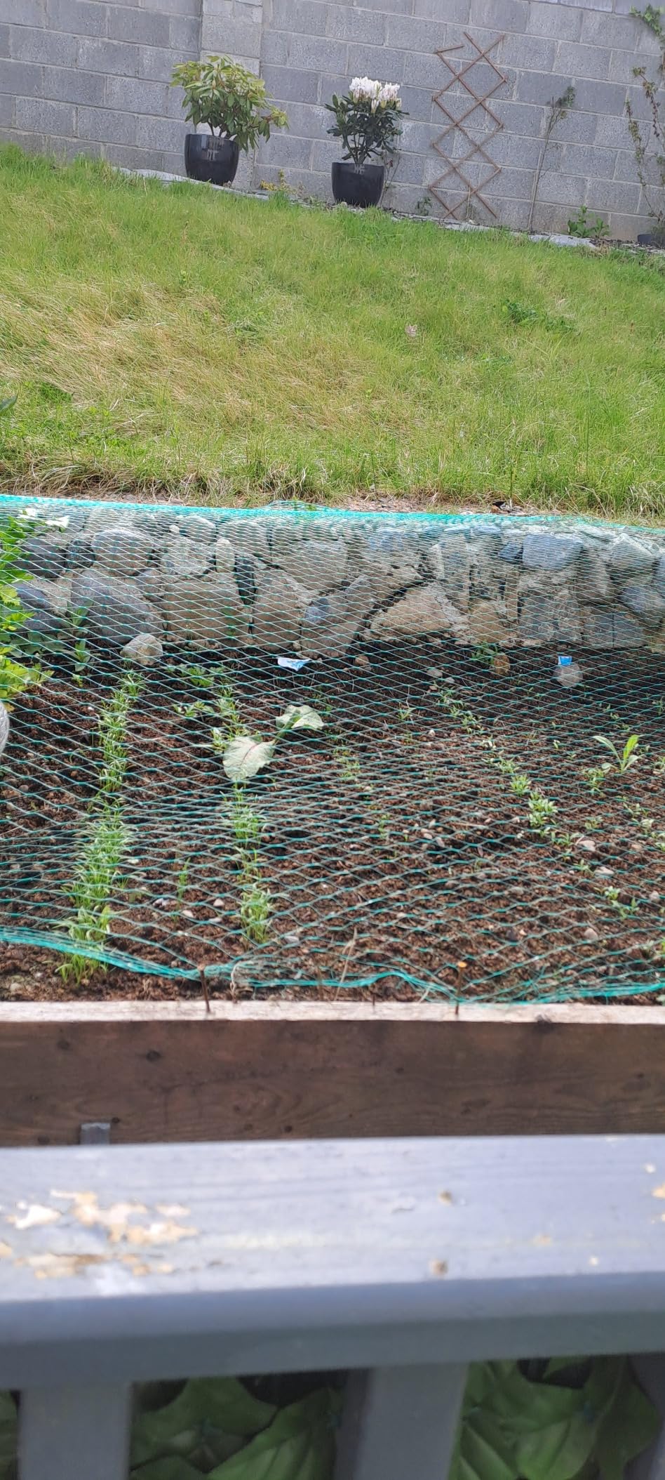 KEPLIN 2 x GARDEN PEA NETTING - FOR PLANTS POTS SEEDS FRUIT VEGETABLES ...