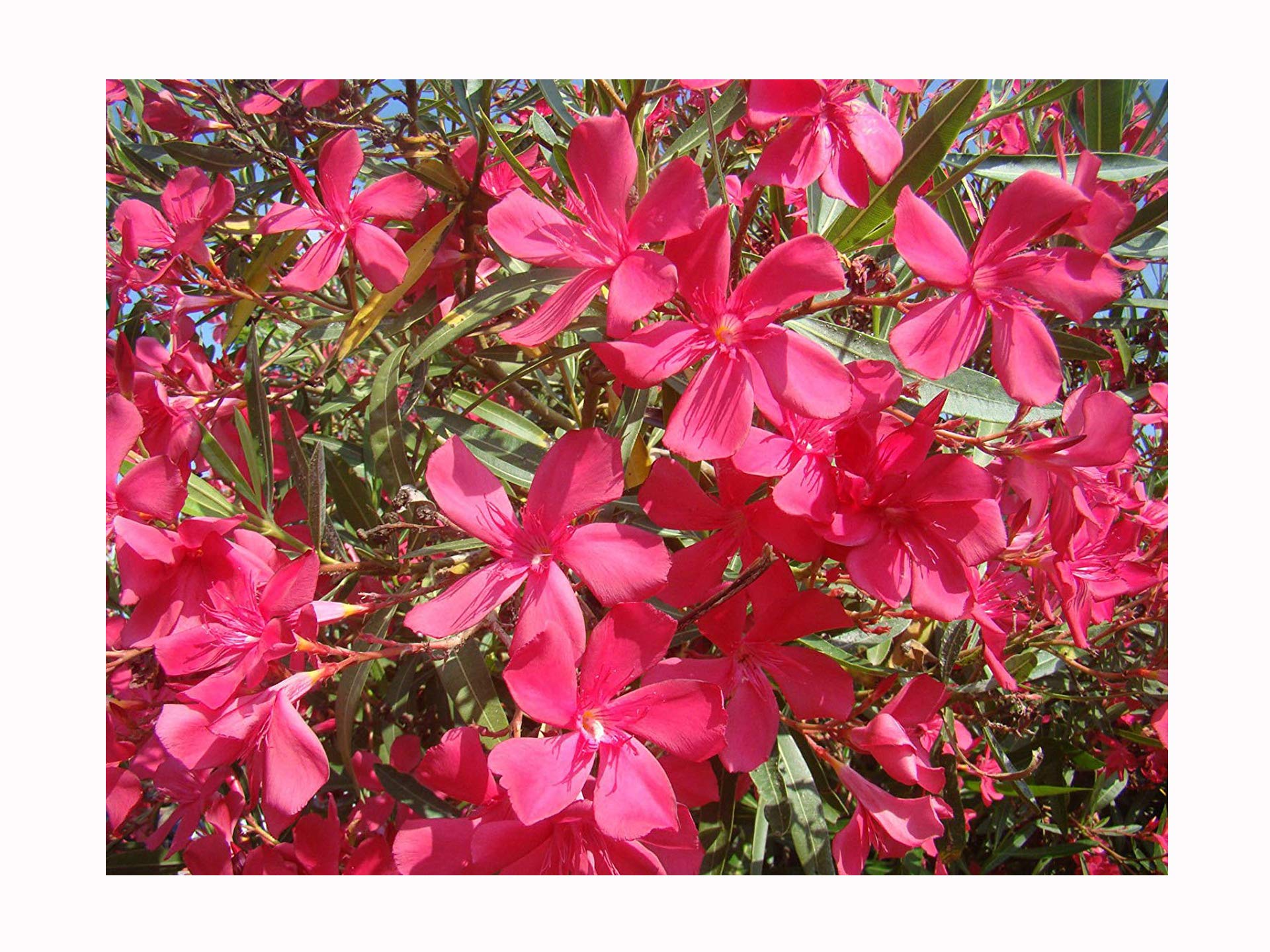 Buy Dwarf Oleander Nerium Oleander LONGFLOWERING Compact Evergreen ...