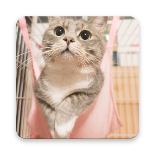 Cat Wallpaper HD - App on Amazon Appstore