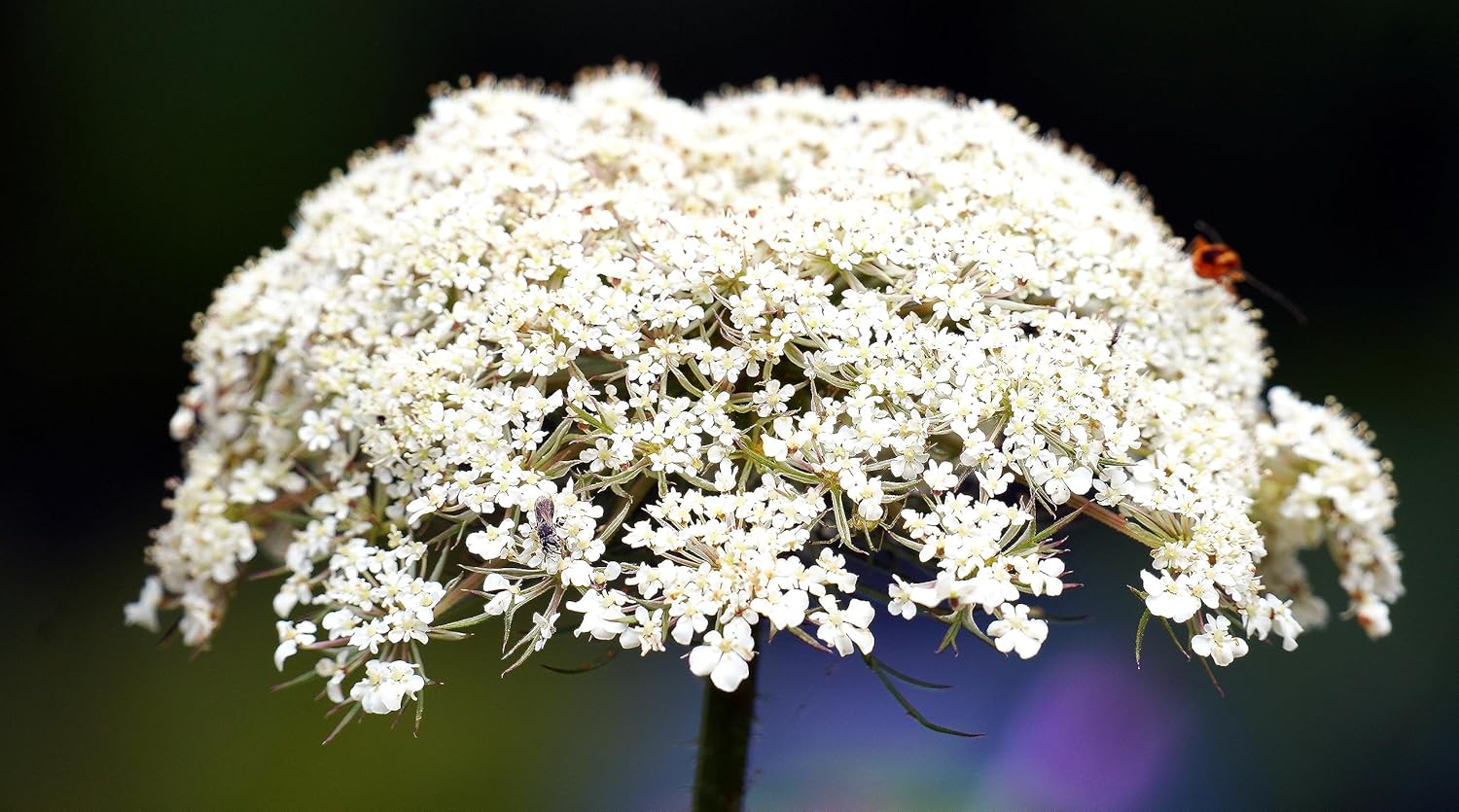 Wild Carrots (Daucus carota) Flower Seeds - Wild Flower White Natural ...