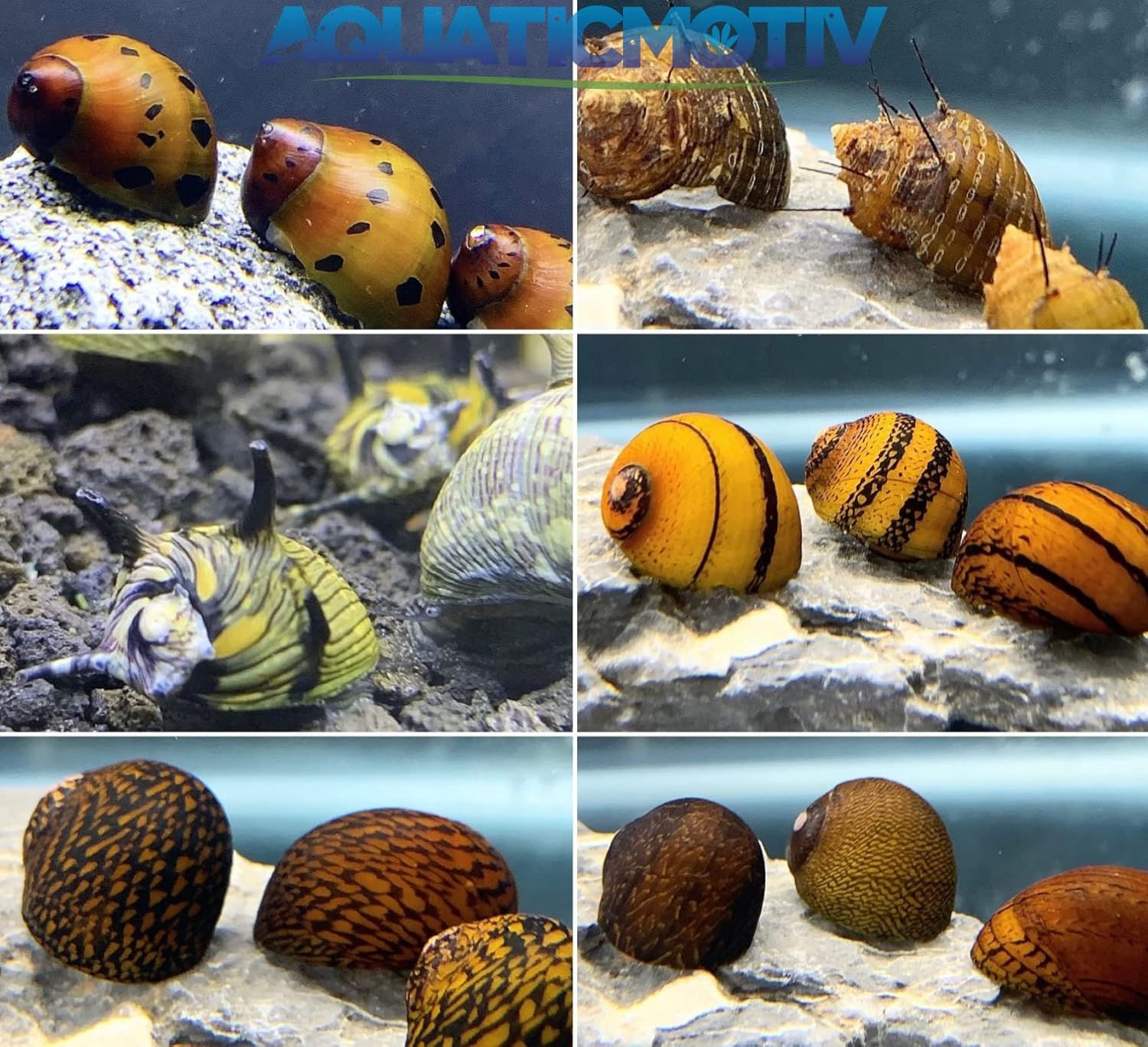 Amazon.com: Nerite Snails 6-Pack Specific Live Freshwater Snail Plants ...