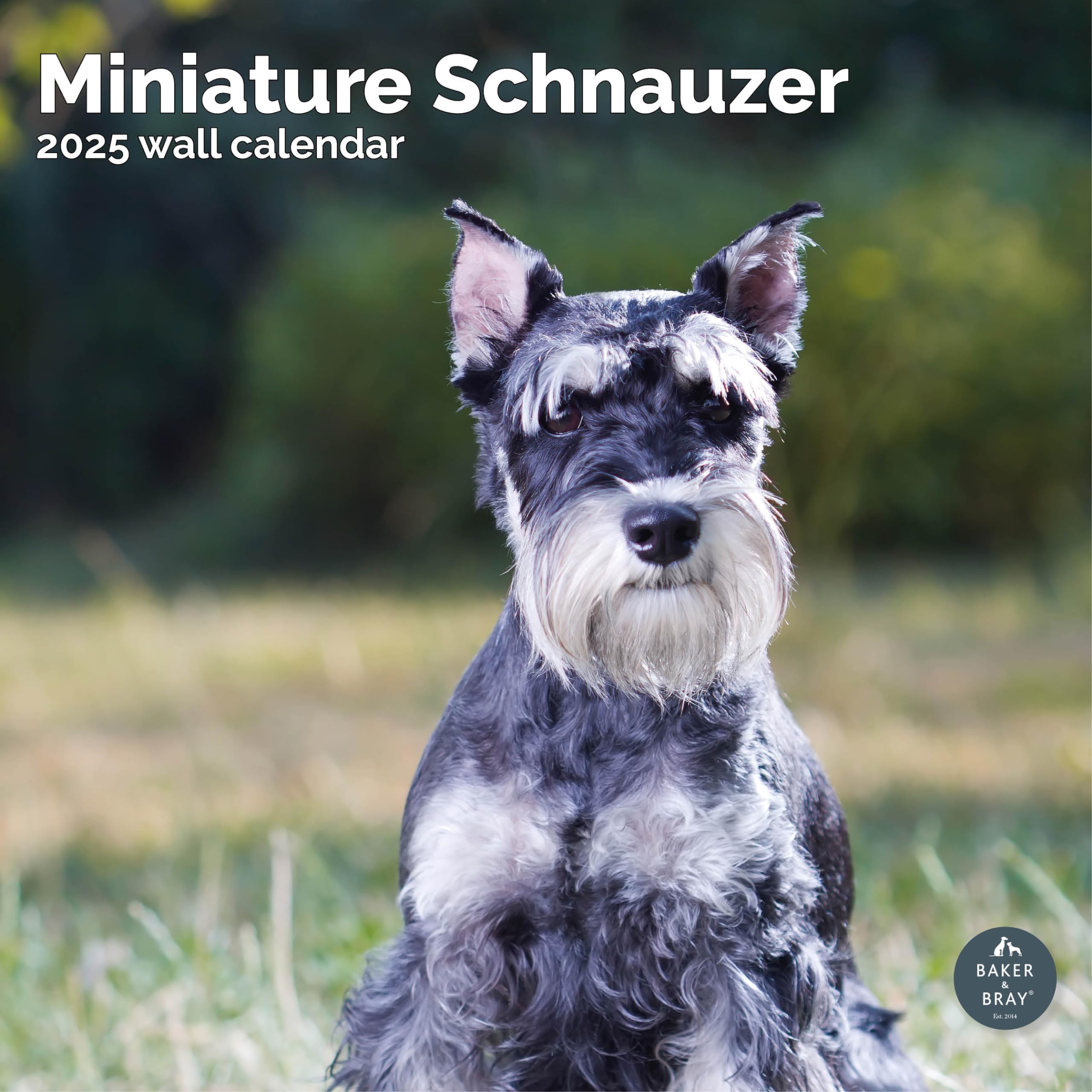 Baker and Bray Miniature Schnauzer Puppies Calendar 2025, Large Square ...