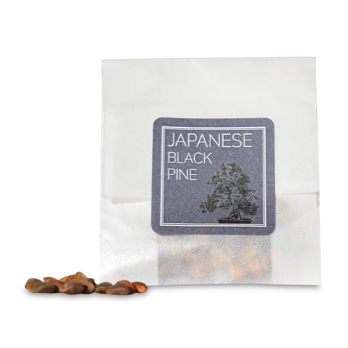 Buy 30 Japanese Black Pine Bonsai Seeds | Pinus Thunbergii | Growing ...