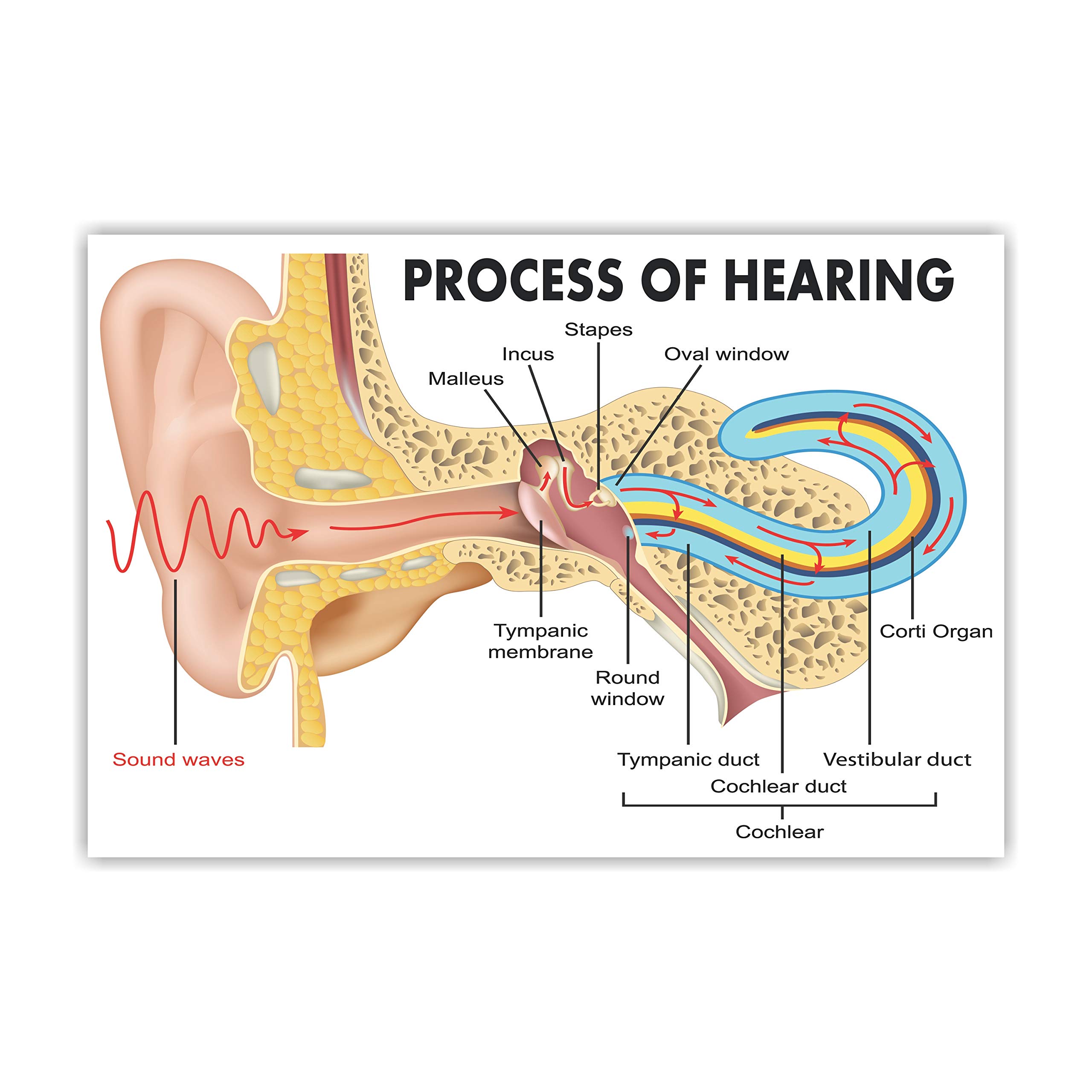Anne Print Solutions Process Of Hearing Poster For Hospital Poster ...