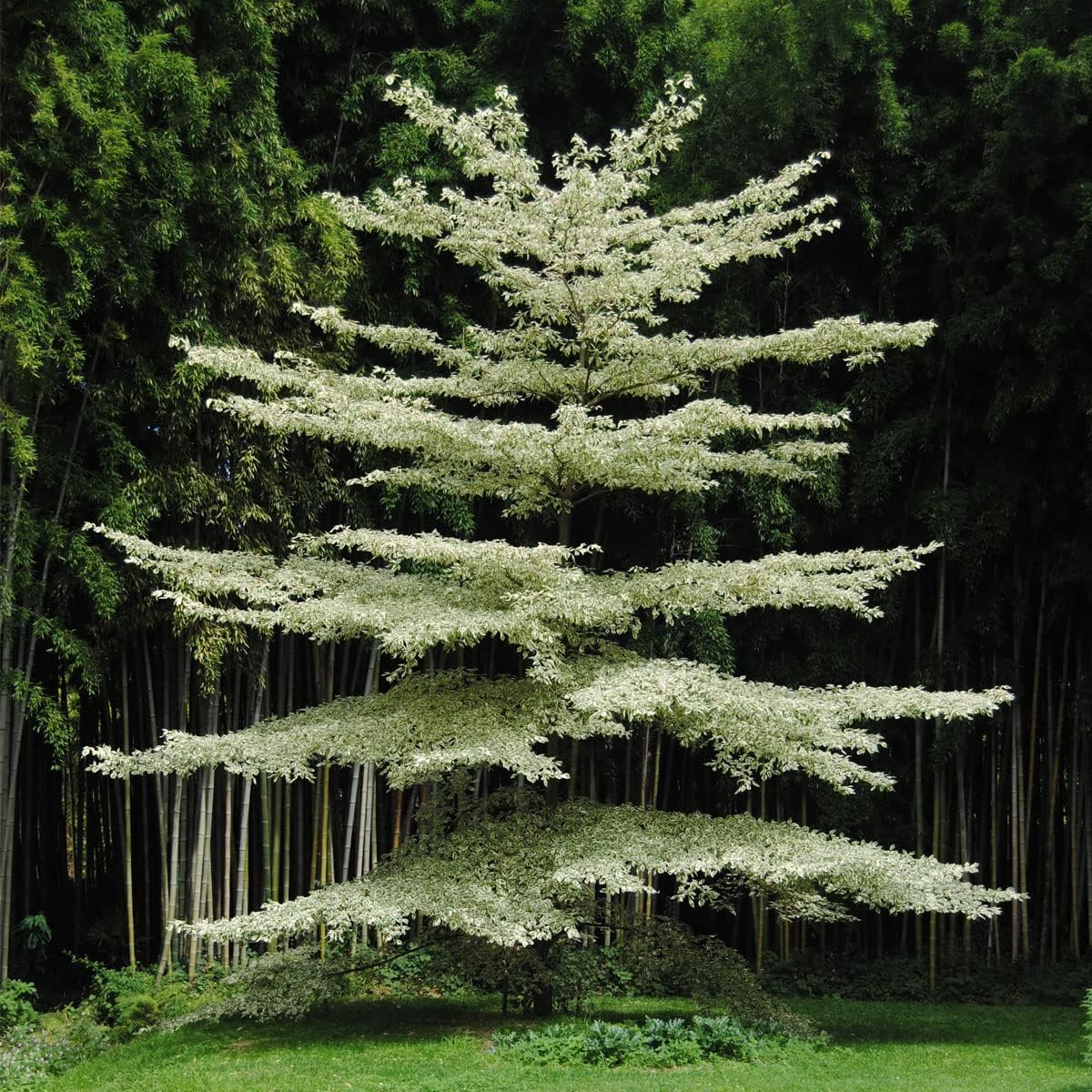 Cornus controversa Variegata-Wedding Cake Tree Grafted in 1.3 L Pot ...