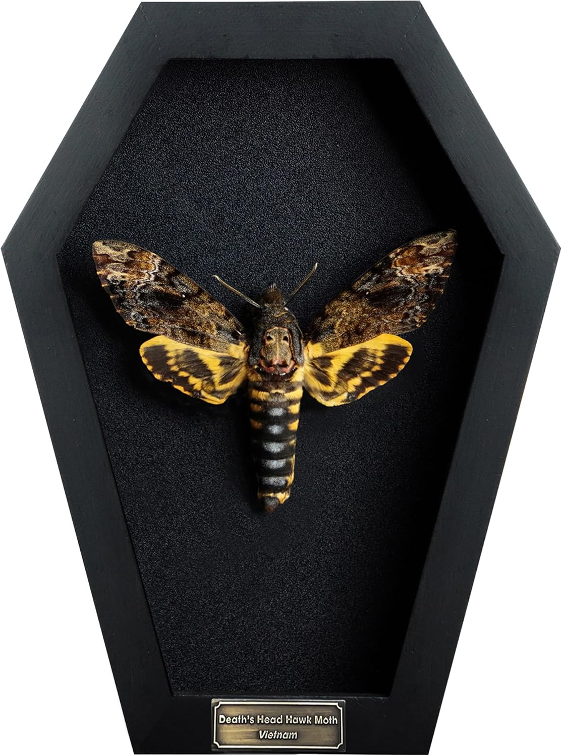 Amazon.com - Real Death Head Moth Coffin Frame Taxidermy Skull Moth Bug ...