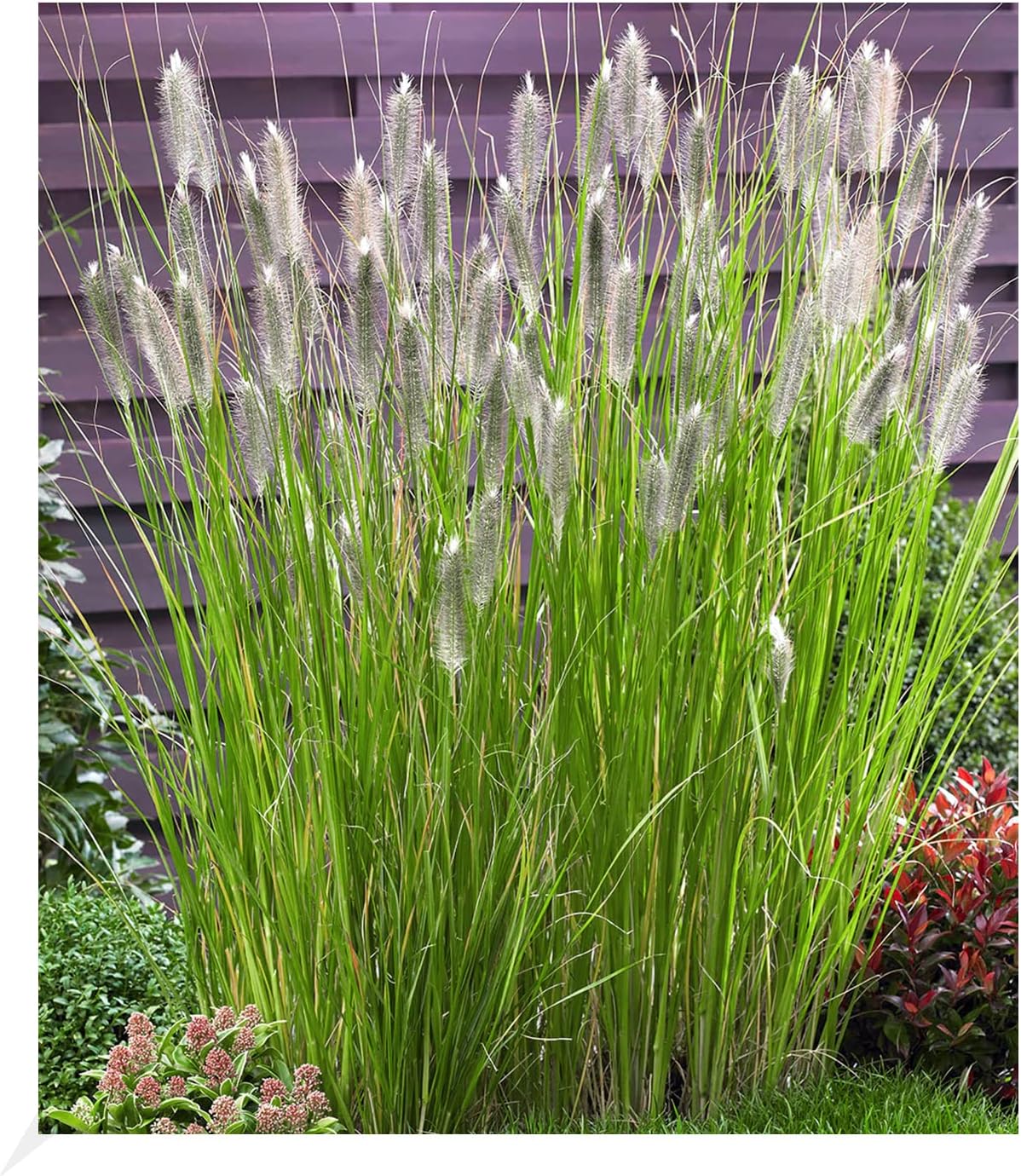 BALDUR Garten Lampenputzergras "Magic", 1 Pflanze, Pennisetum ...