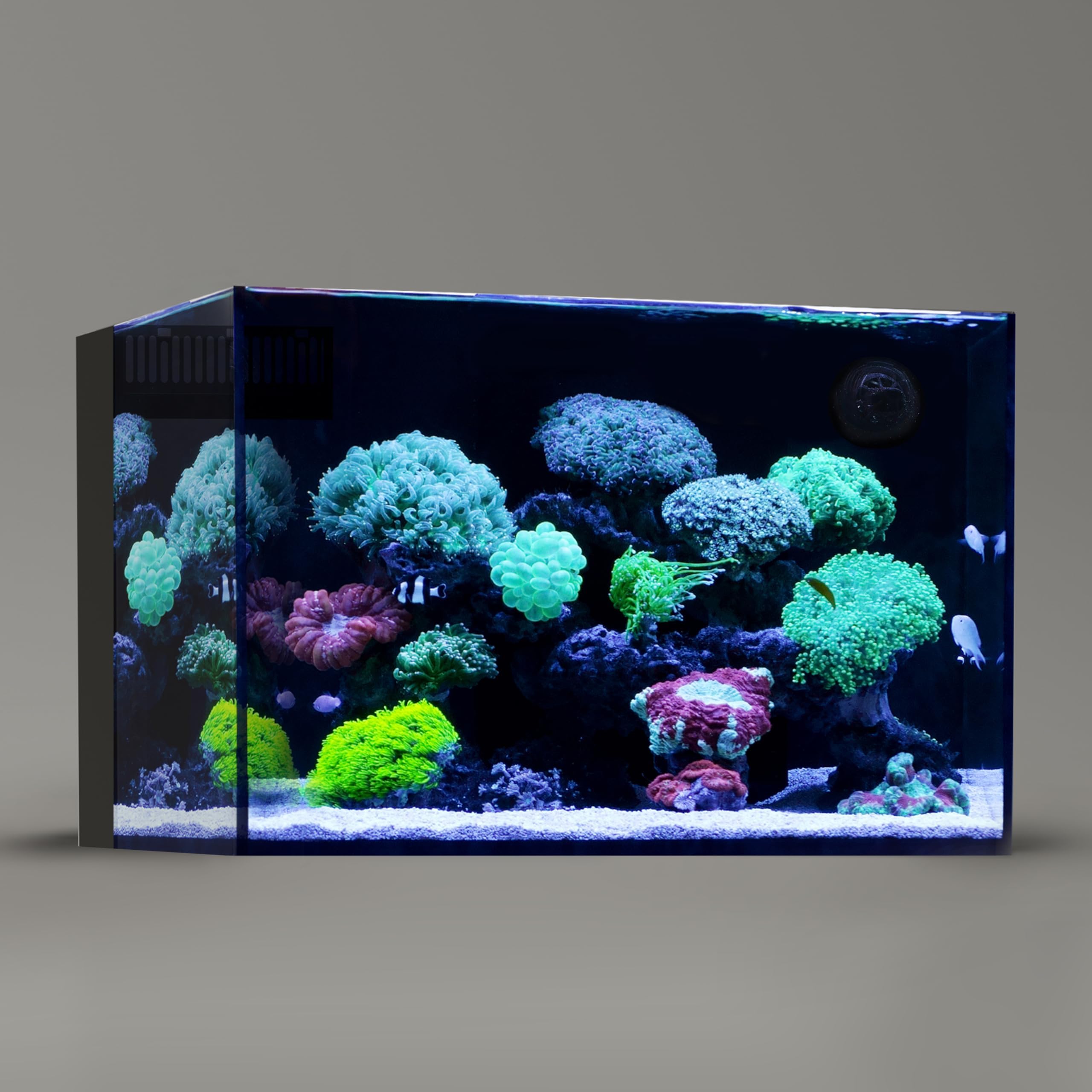 Amazon.com : Waterbox Aquariums AIO 10 Cube Freshwater Aquarium with ...