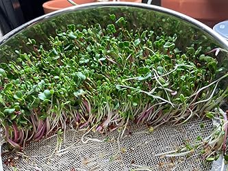 Amazon.com : SOLIGT Stackable Stainless Steel Seed Sprouting Kit, 2 ...