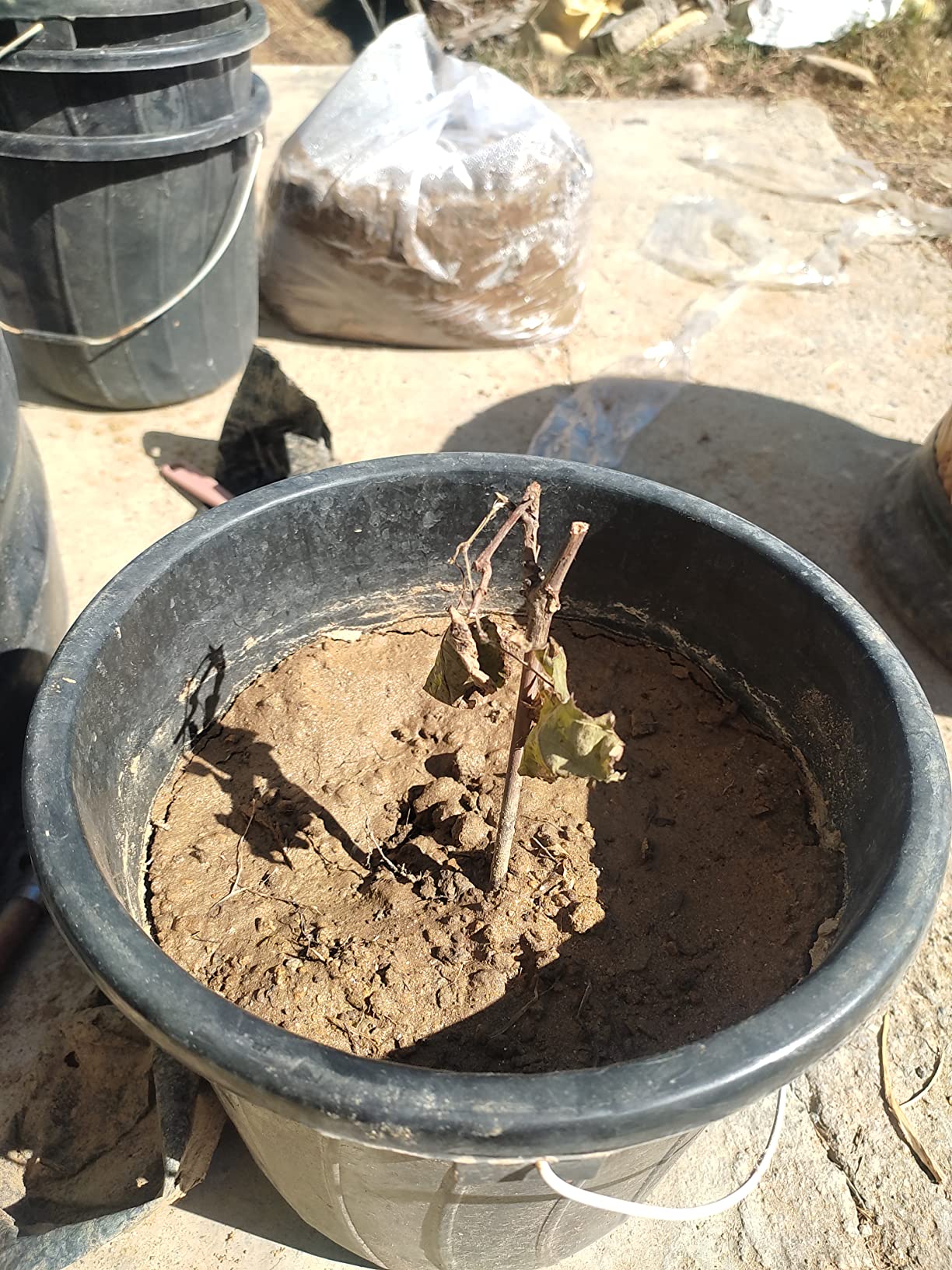 WoFLoo Live Plants Outdoor Black grapes, Kala angoor (Grafted) - Plant ...