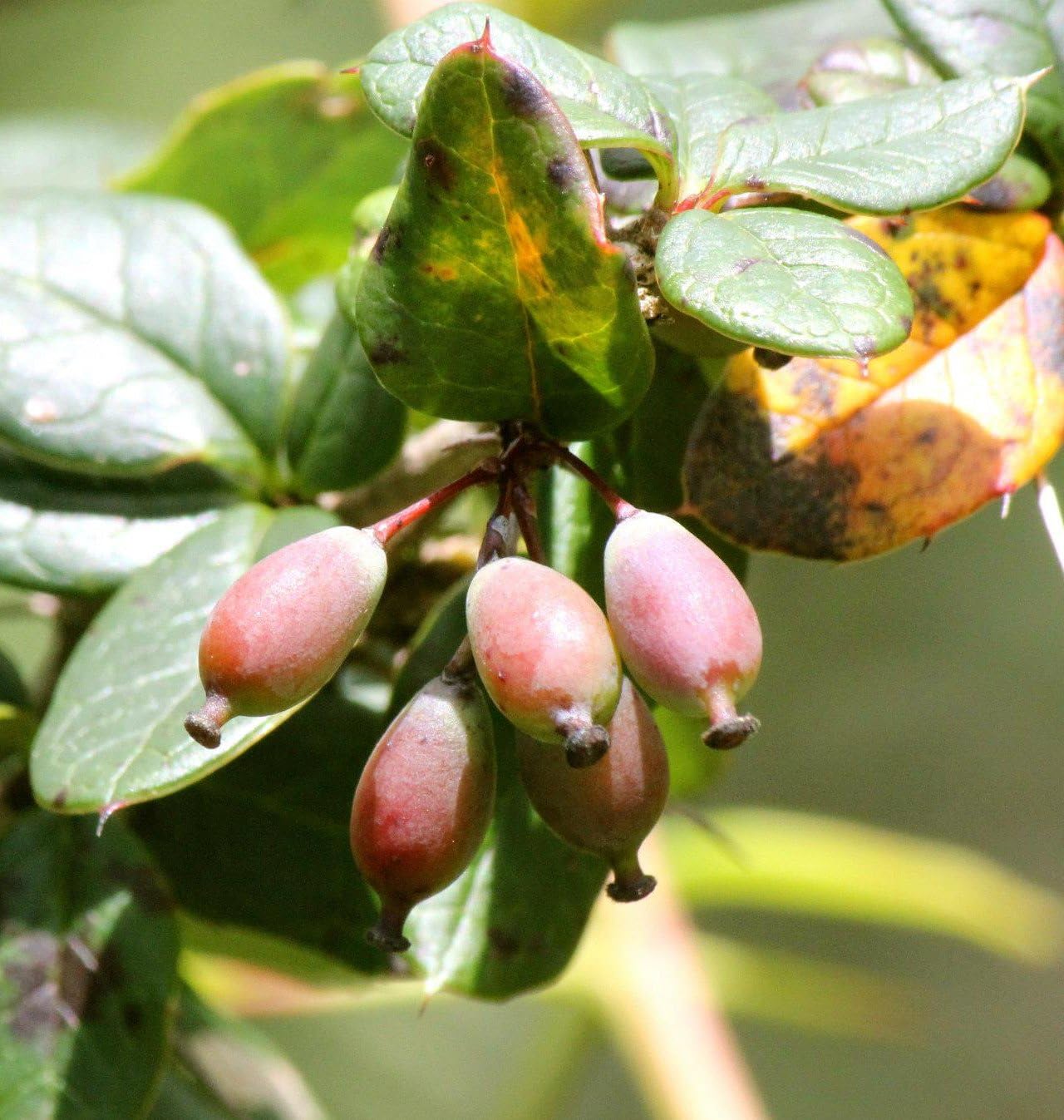 Amazon.com : 50 seeds berberis aristata (Tree Turmeric, Indian Barberry ...