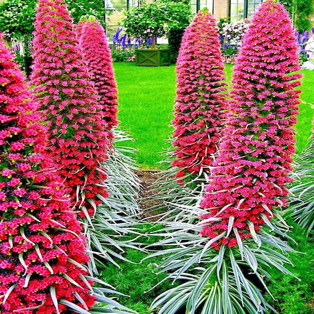 Amazon.com : 20 Seeds Tower of Jewels Echium Wildpretii Red Hummingbird ...
