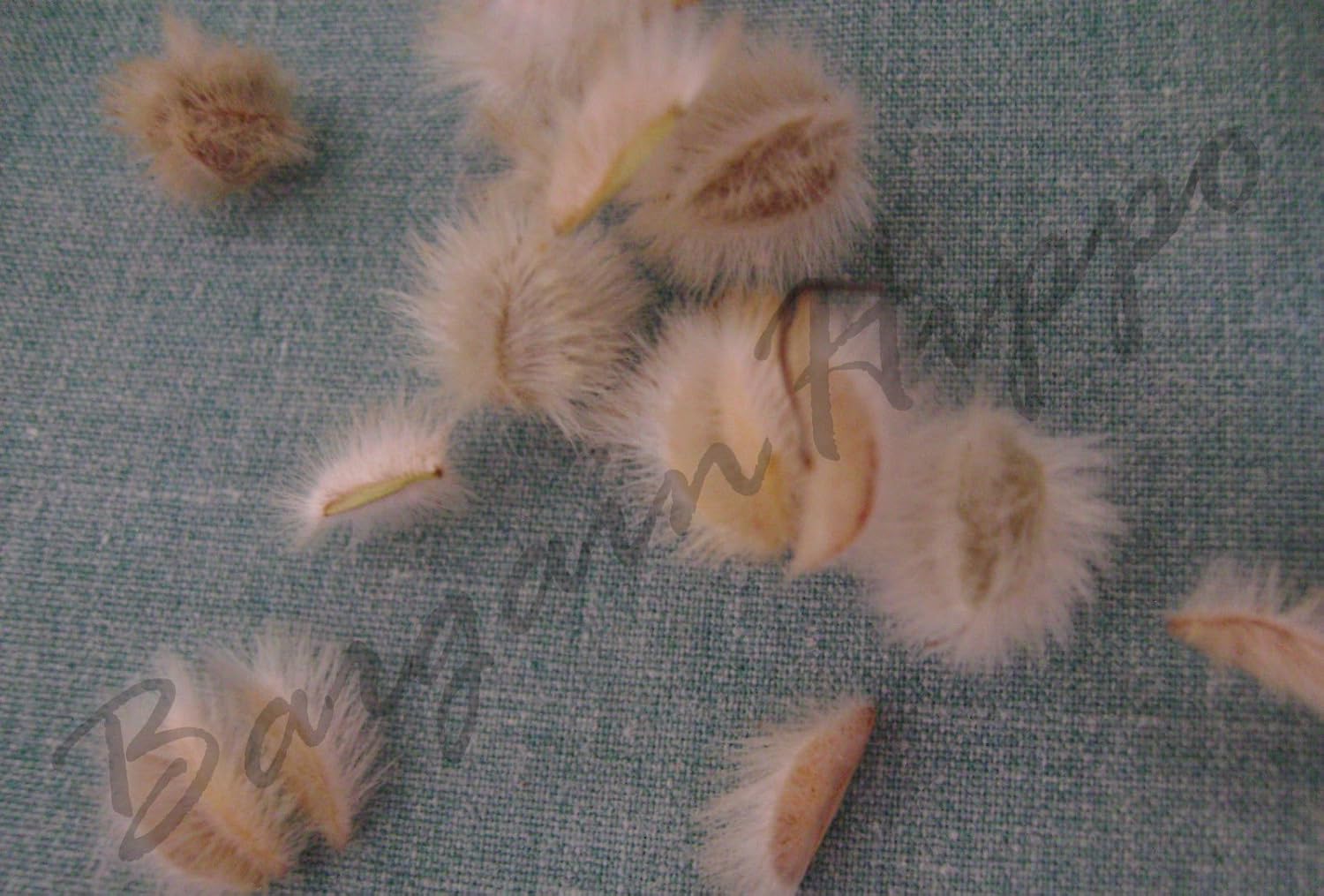 Amazon.com : 50 Creosote Seeds, Gobernadora Greasewood Chaparral ...