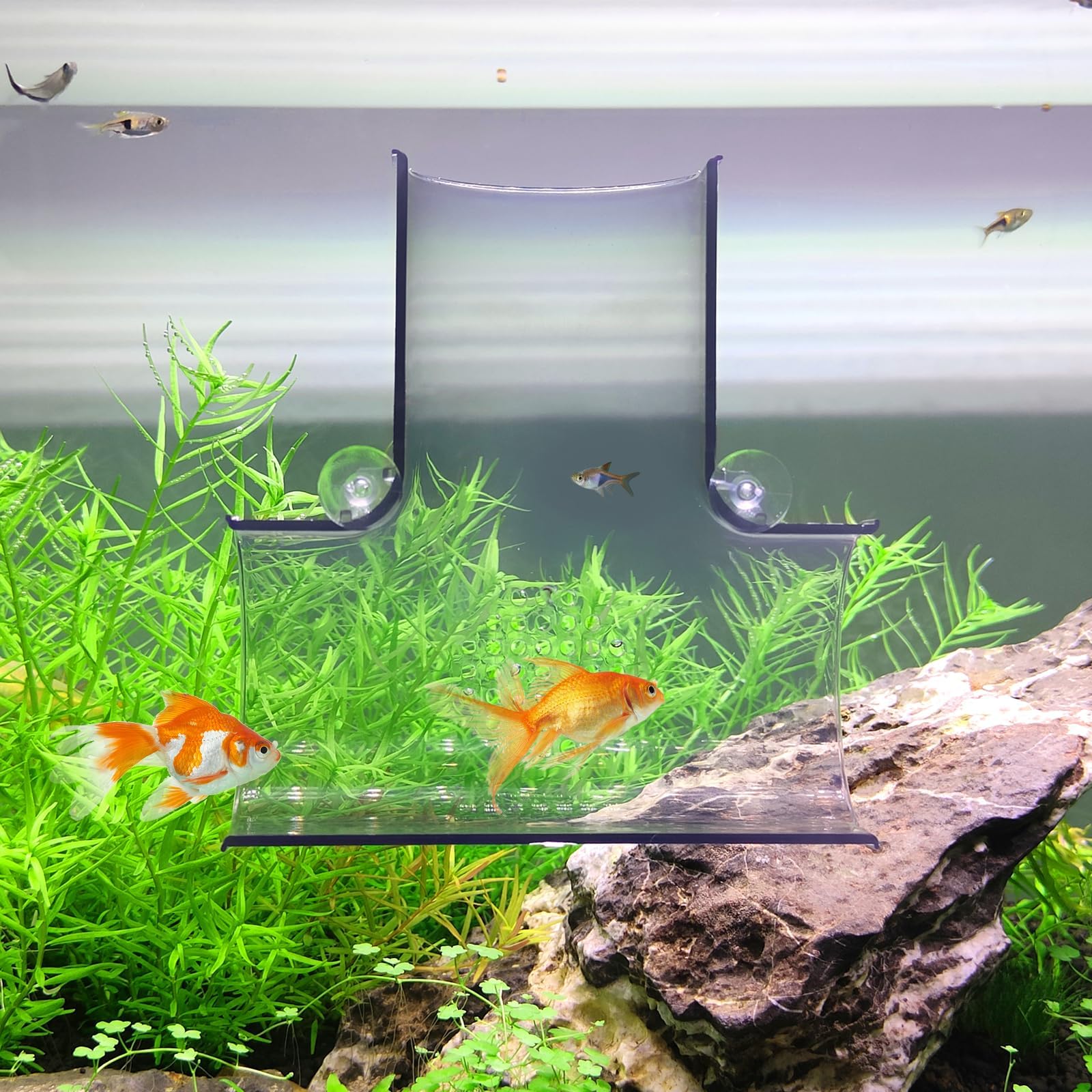 Amazon.com : 2 Pack Betta Fish Tank Tube Tunnel, Betta Fish Tank ...