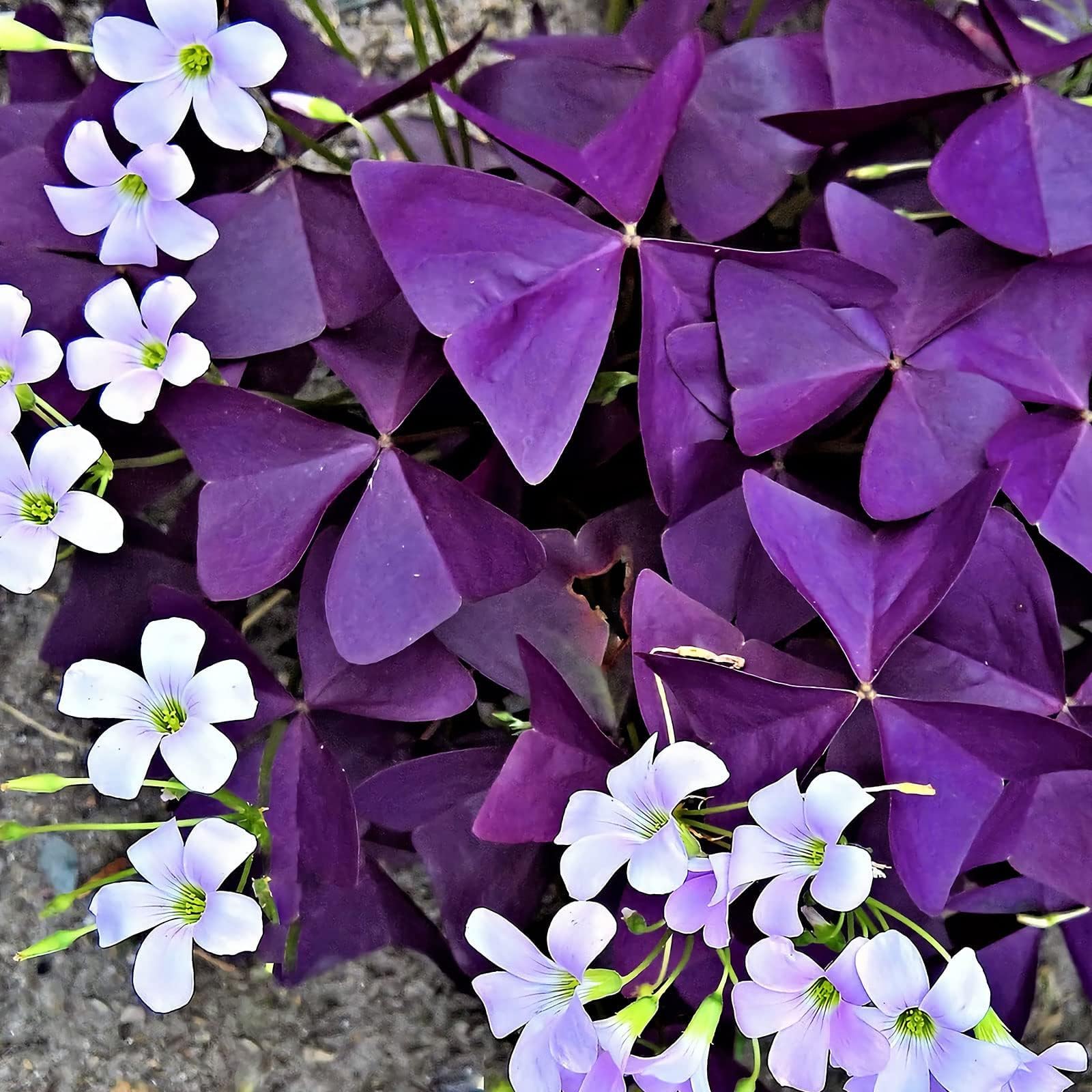 Amazon.com : 12 Pcs Purple Shamrock Bulbs Seeds Non-GMO Oxalis ...