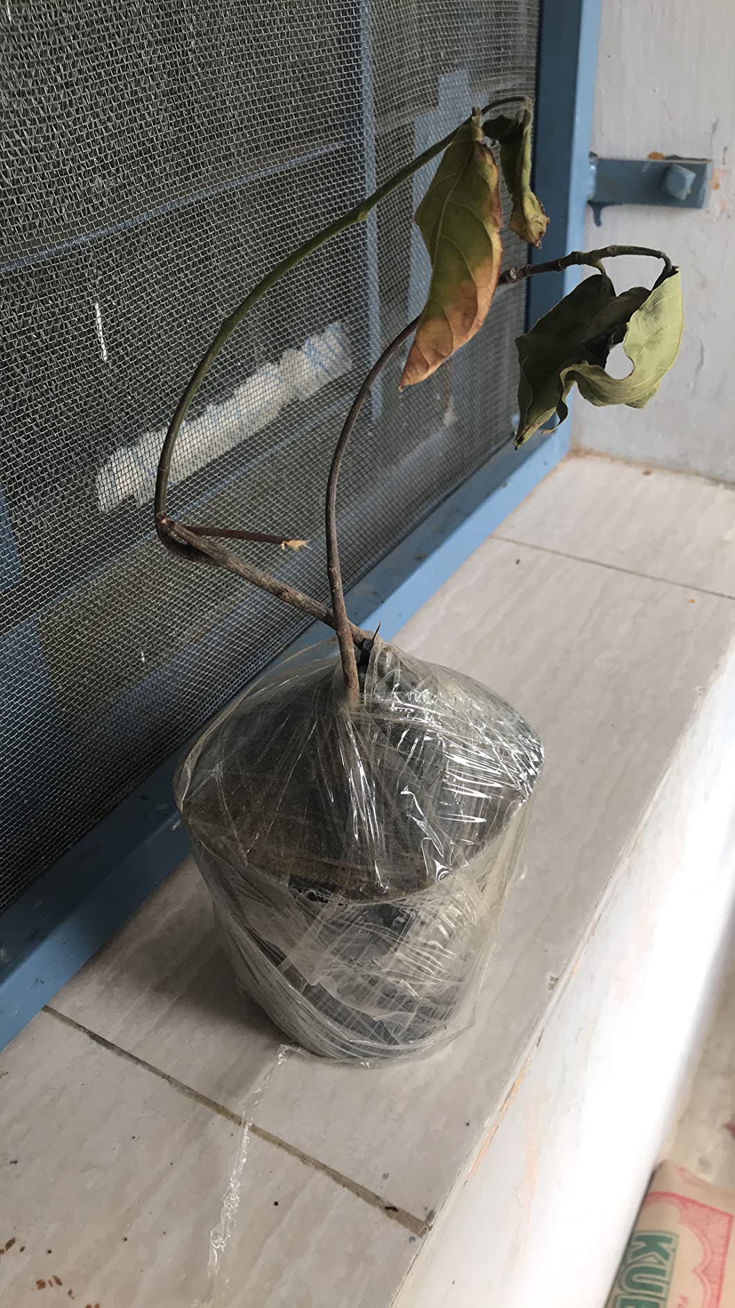 Plants Point Rare Dwarf Sweet" Cheena" Jackfruit Deep Orange Color ...