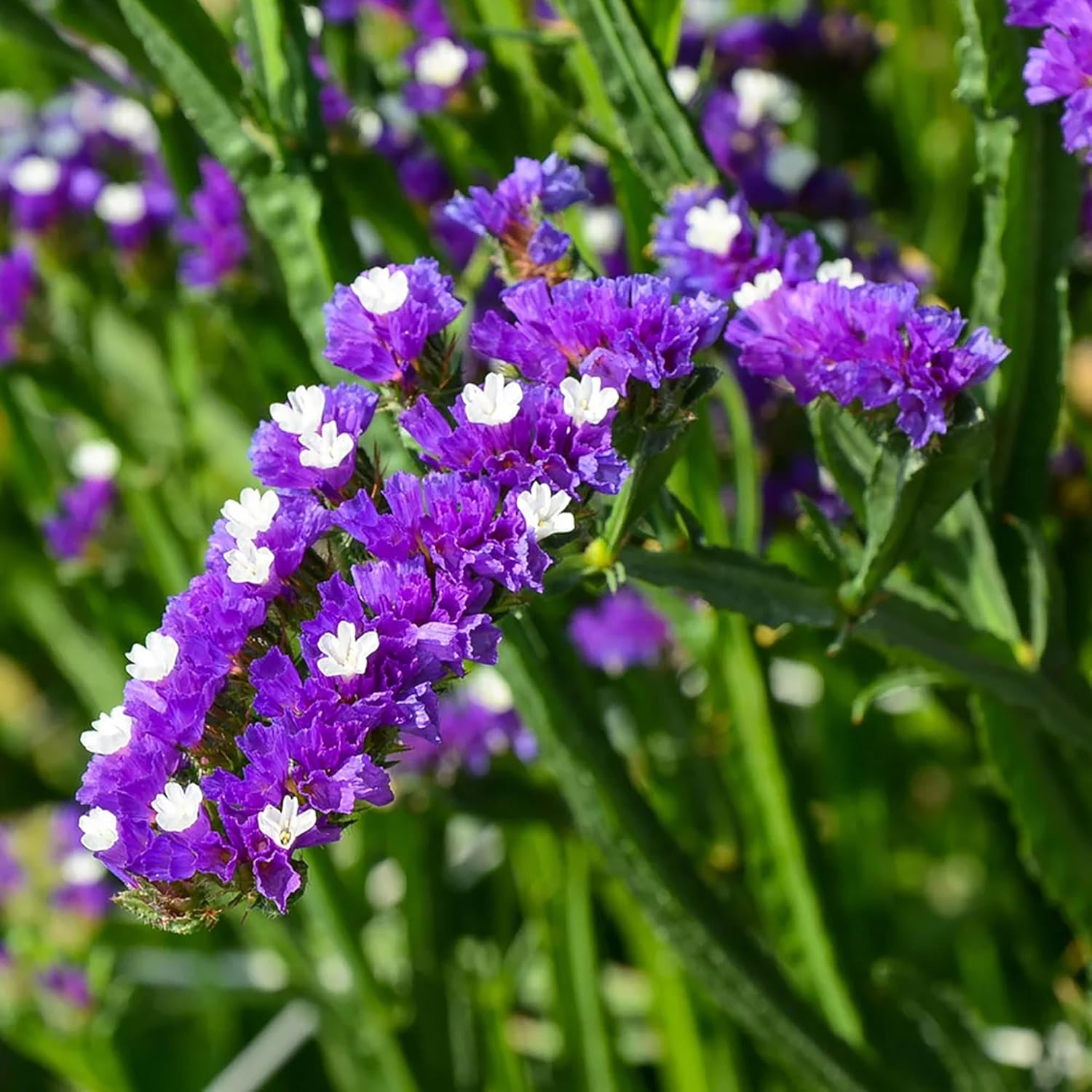 Amazon.com : QAUZUY GARDEN 50 pcs Purple Statice Sea Lavender Limonium ...