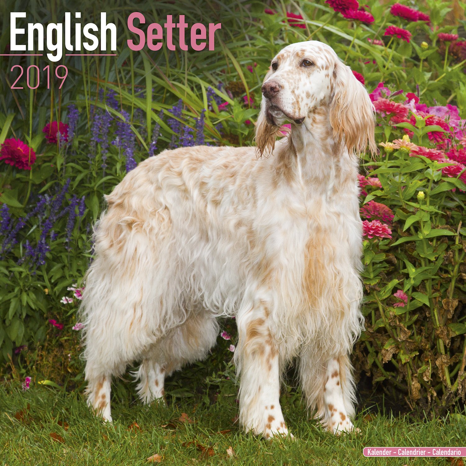 English Setter Calendar - Dog Breed Calendars - 2018 - 2019 Wall ...