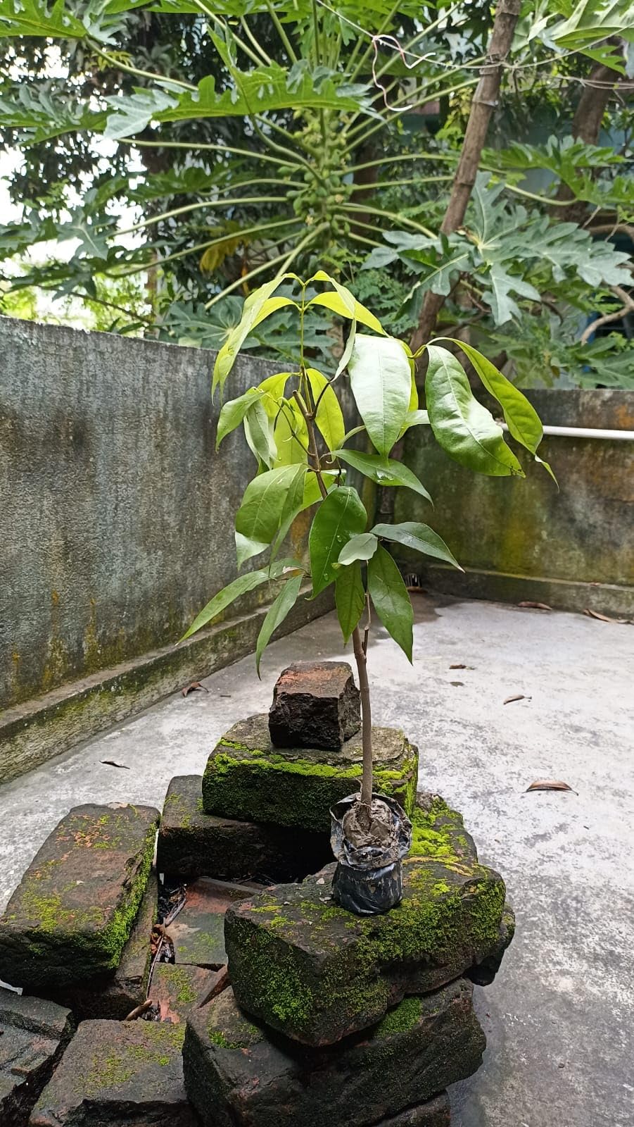 Ariya Dwarf Sweet Litchi Hybrid Tree 1.5ft Healthy & Fresh Short Time ...