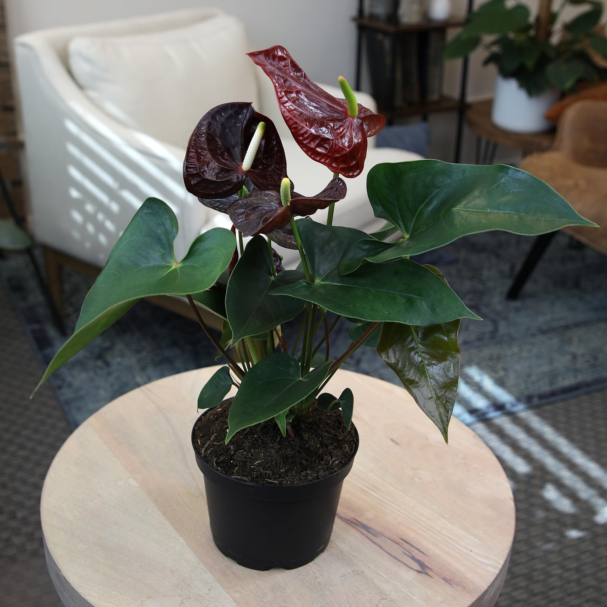 Unique Tall Plants