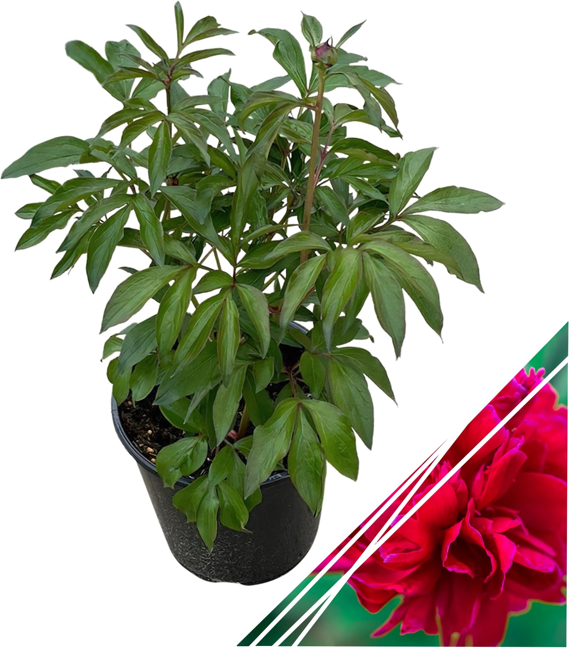 Amazon.com : Live Flowering Lantana - Red (2 Plants Per Pack), Healthy ...
