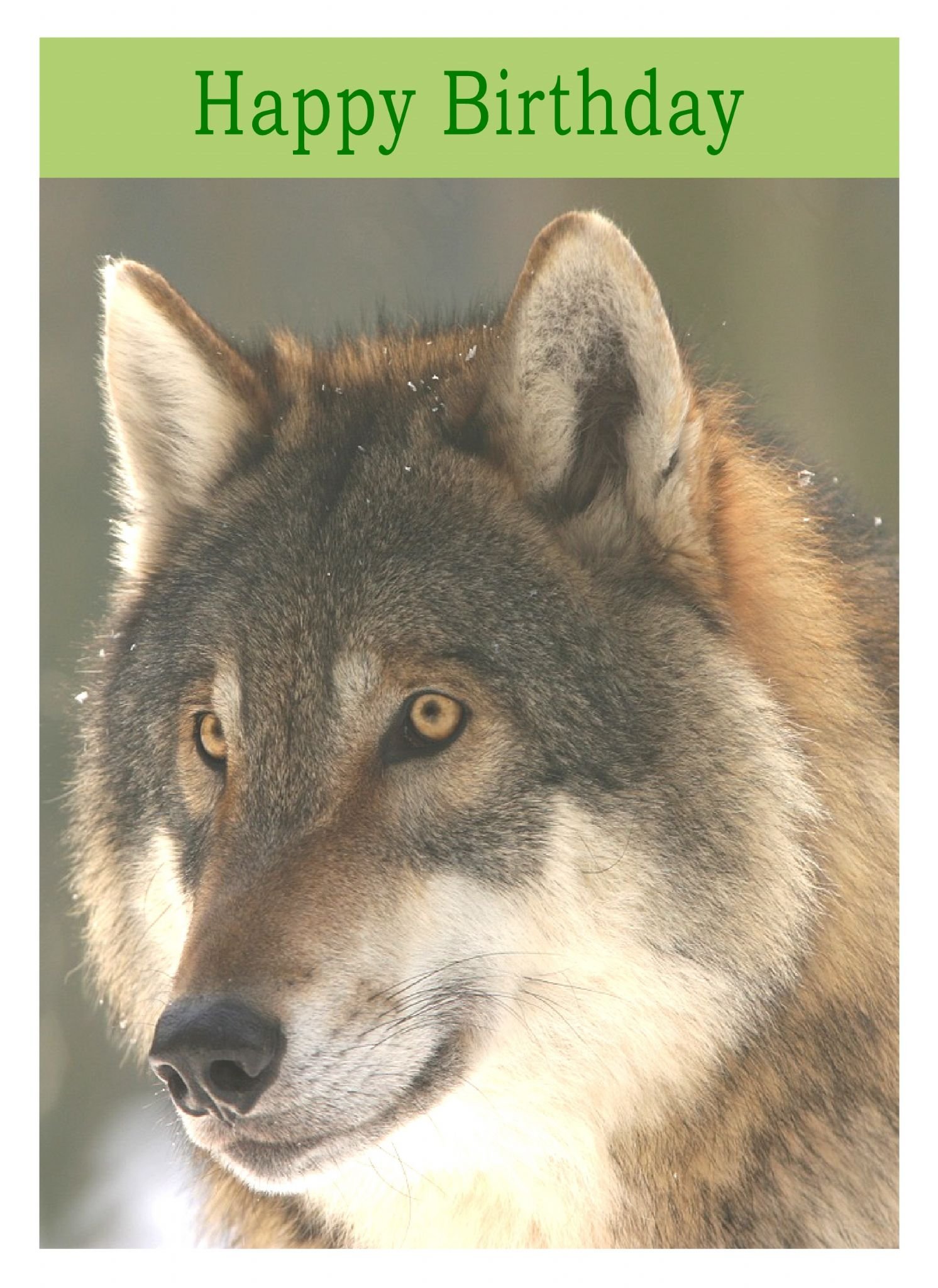 Wolf Birthday Card : Amazon.co.uk: Stationery & Office Supplies