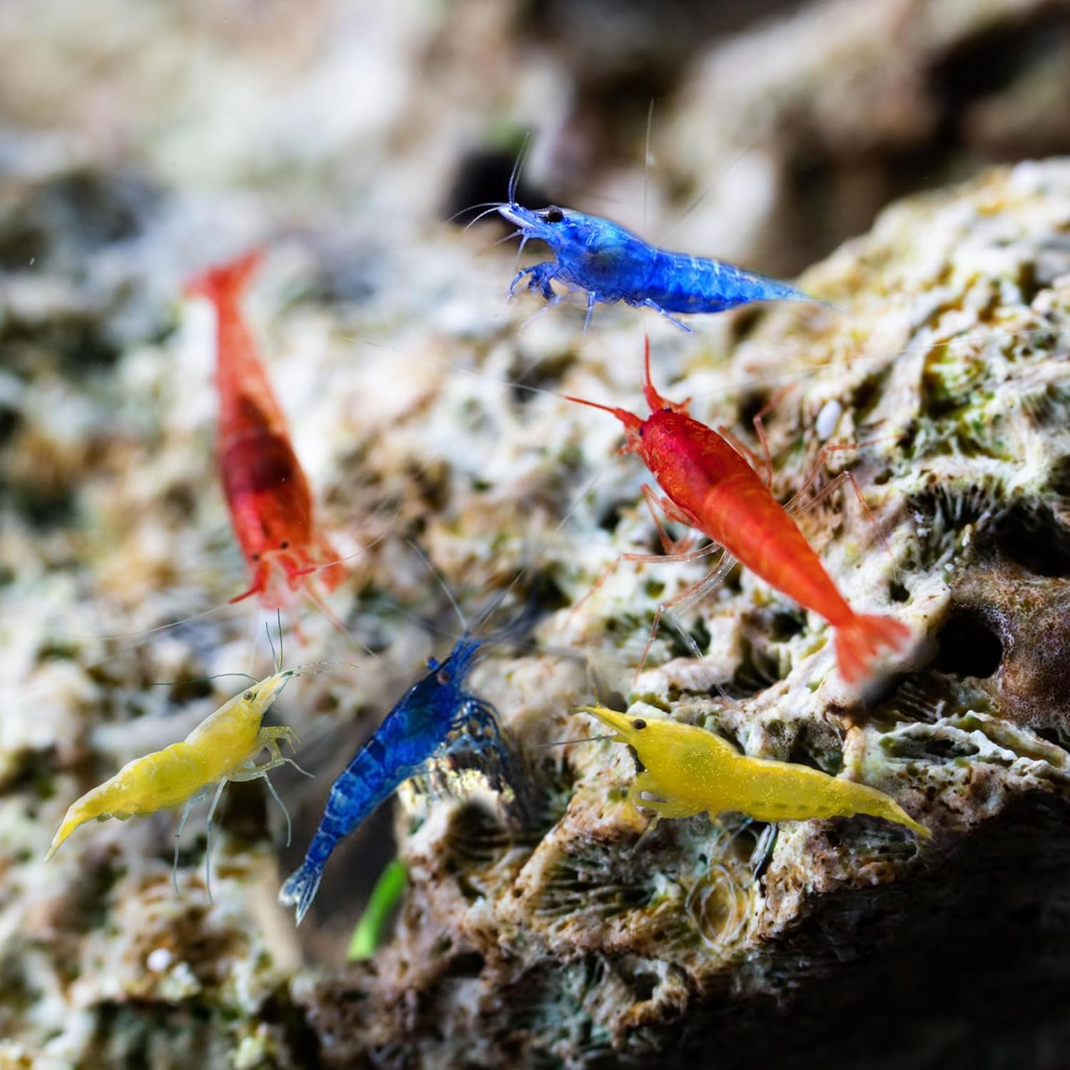 Amazon.com : Live Shrimp Freshwater Aquarium – Mixed 4 Colors of Red ...
