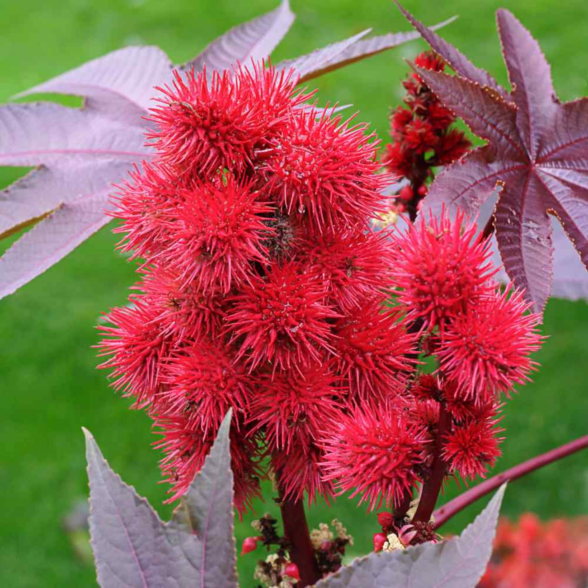 Semilla De Castor