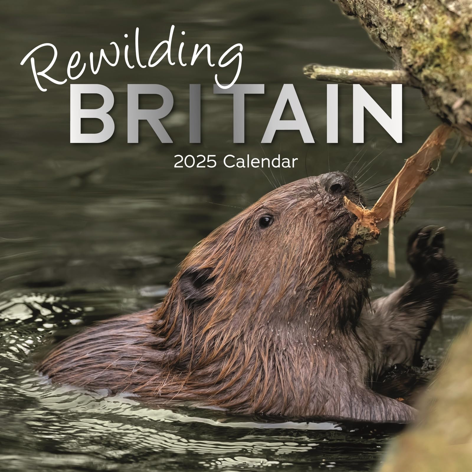 2025 Square Wall Calendar, Rewilding Britain, 16-Month Natural World ...