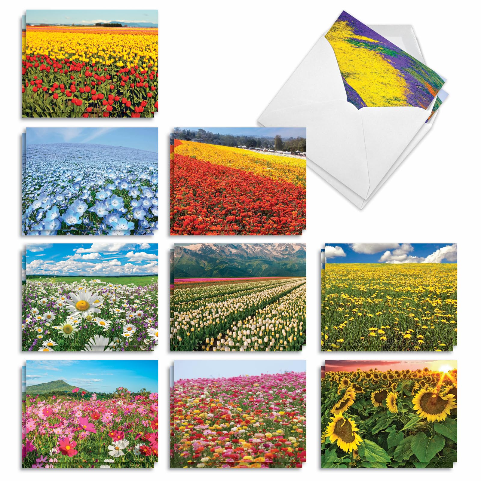 Amazon.com: The Best Card Company - 20 Landscape Nature Note Cards ...