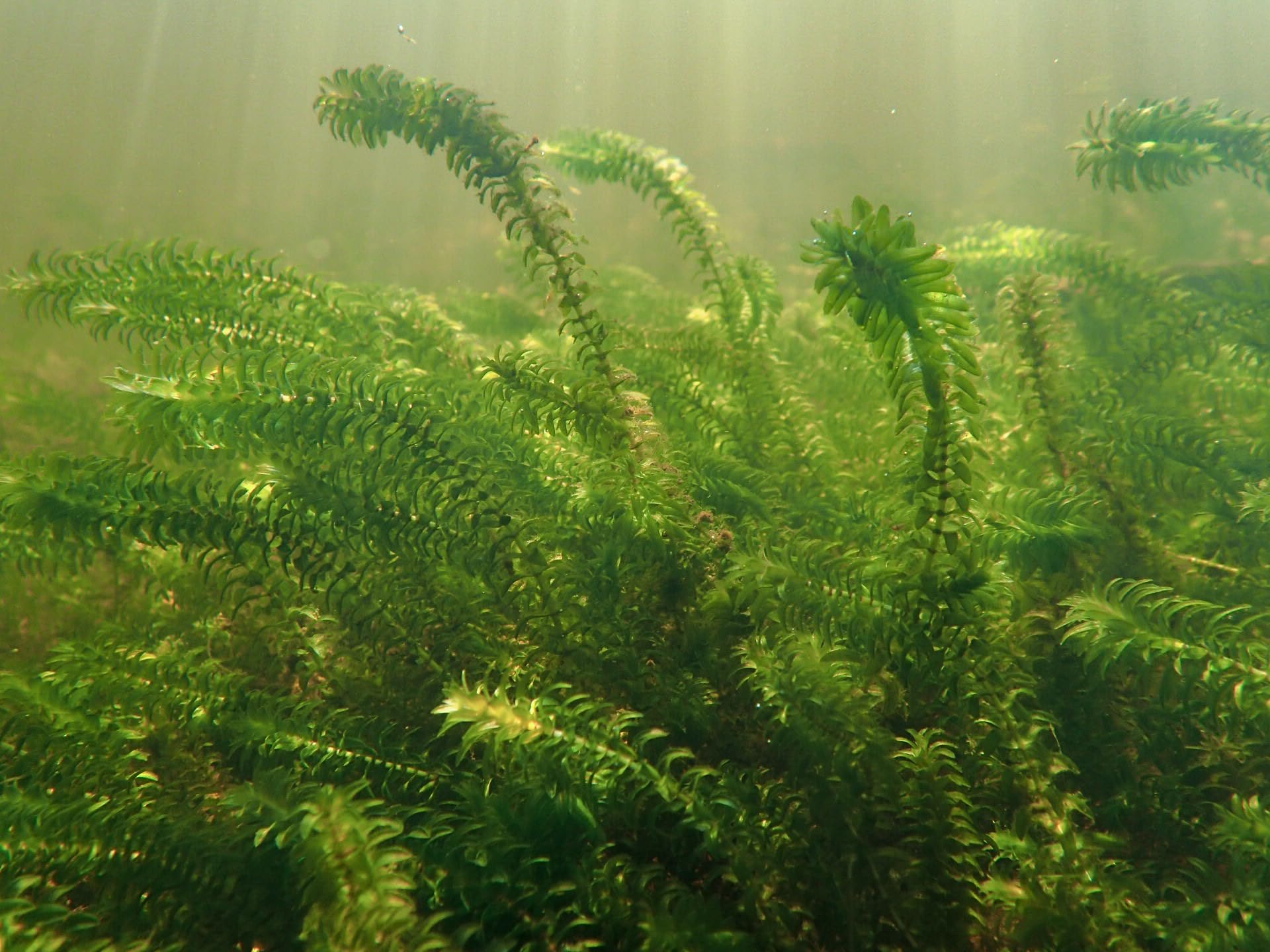 Elodea Canadensis