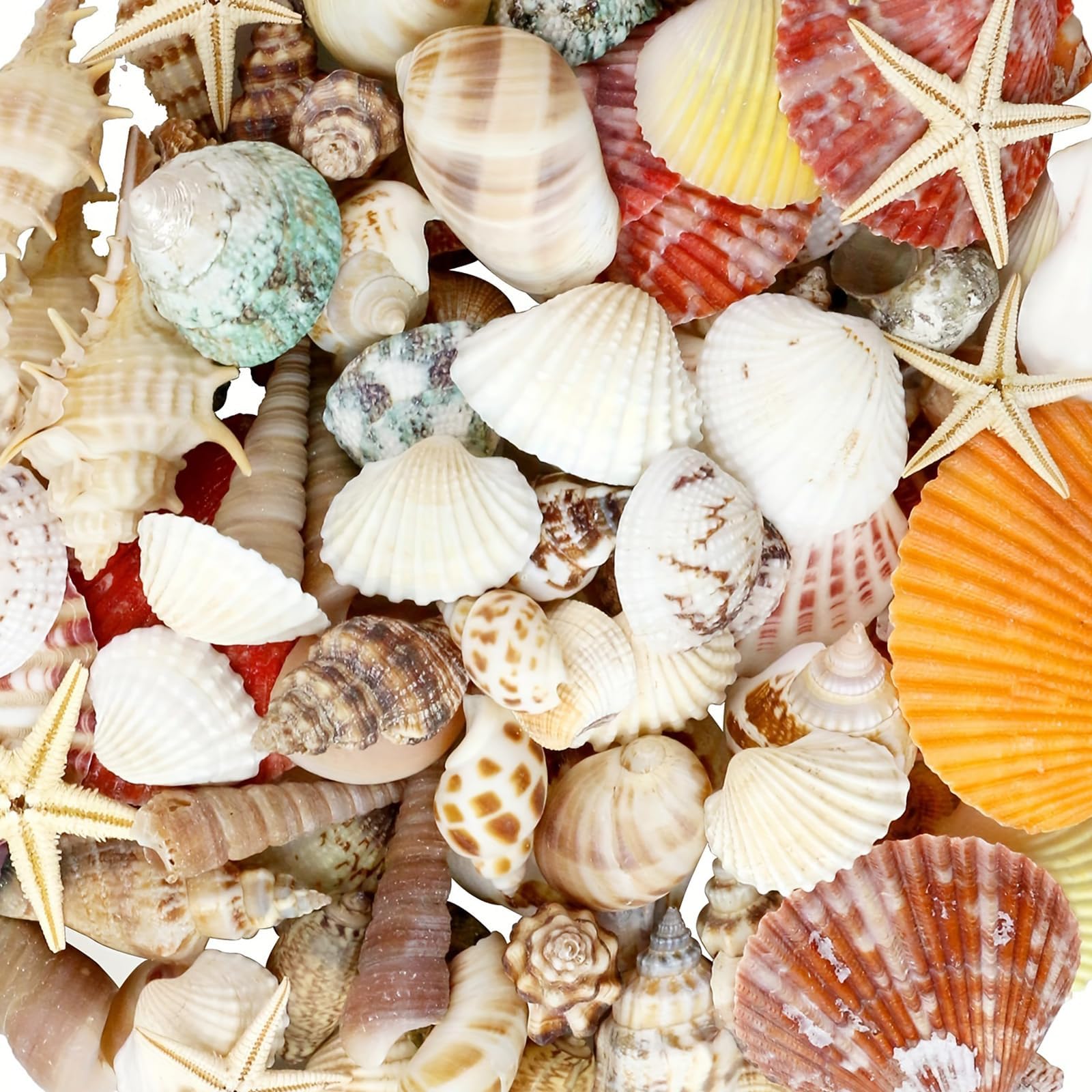 Zasvec Muschelschale Natürliche 30 Stück Muschelteller Muscheln Deko 3 ...