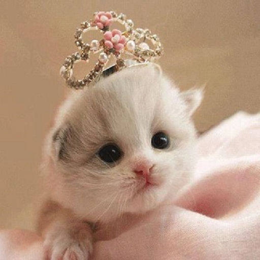 Cute Cats Cat