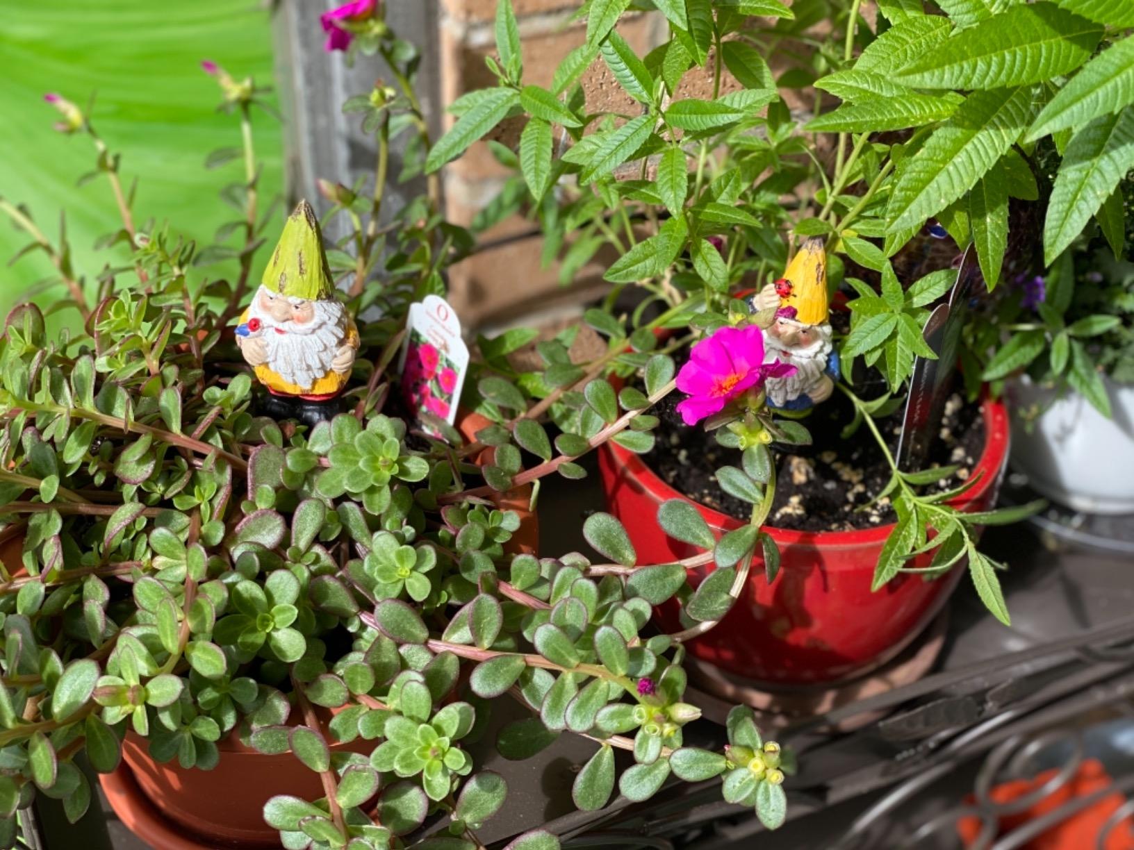 Amazon.com: Exhart 4 Mini Gnome Pot/Planter Stakes, Hand Painted ...