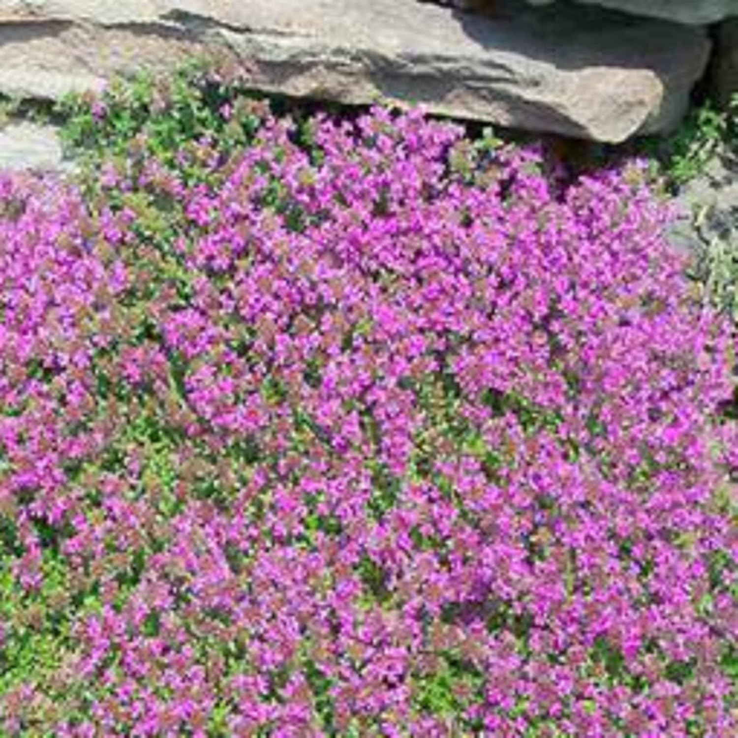 CHUXAY GARDEN Semilla de tomillo rastrero salvaje 1000 semillas ...