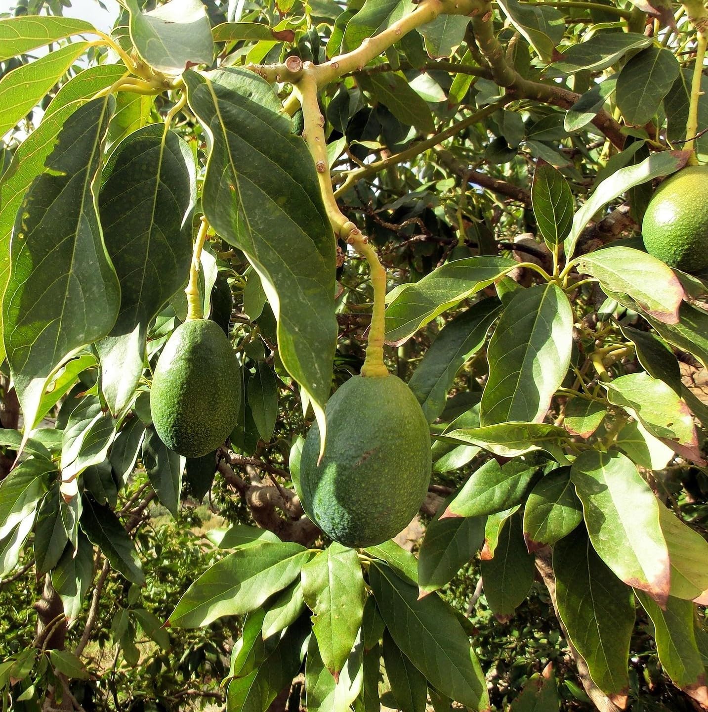 Avocado Fruit Tree Grafted (Pack of 1) : Amazon.in: Garden & Outdoors