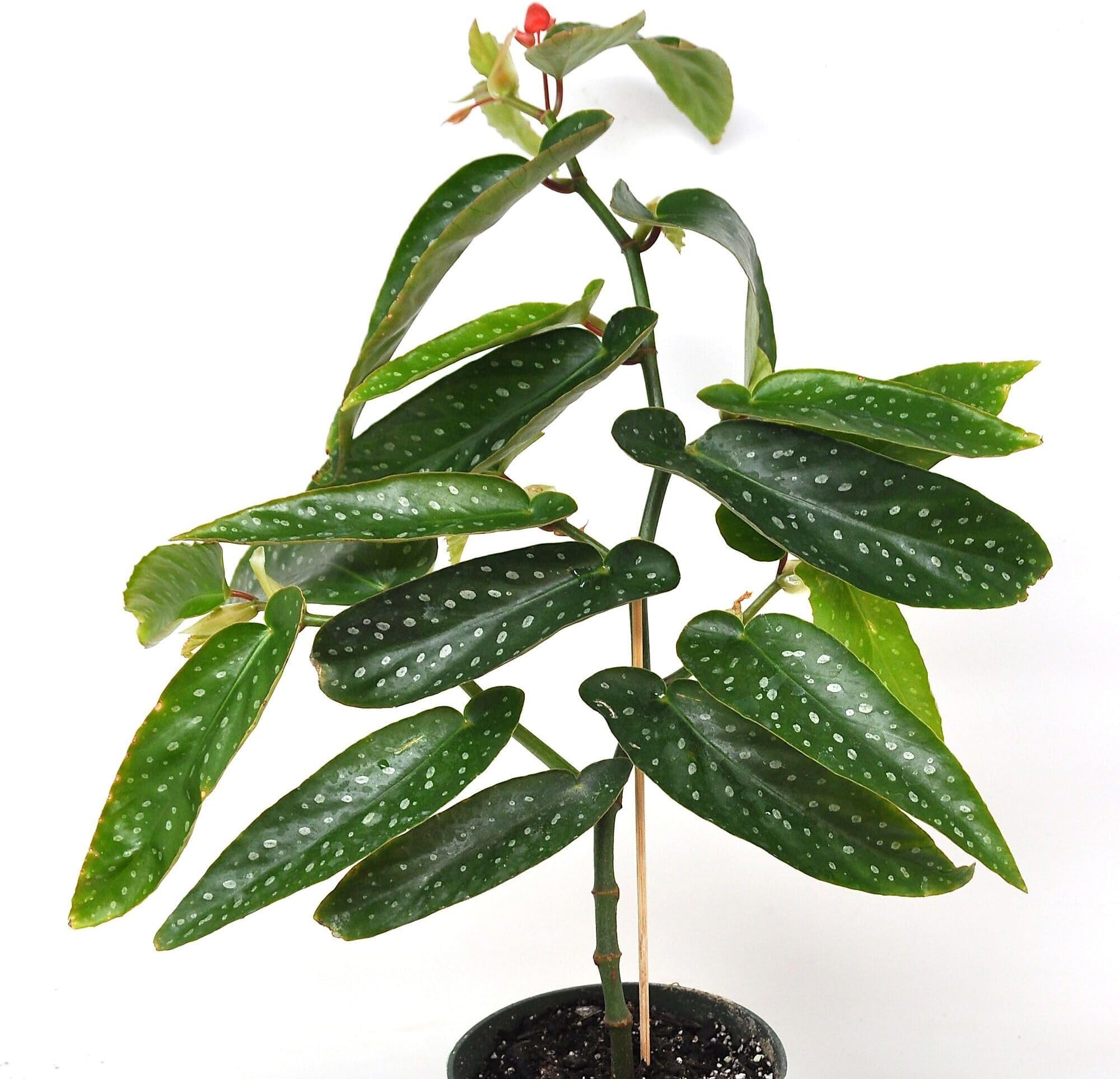 Amazon.com : Begonia maculata 'Tamaya', Bamboo Cane Begonia, Bamboo ...