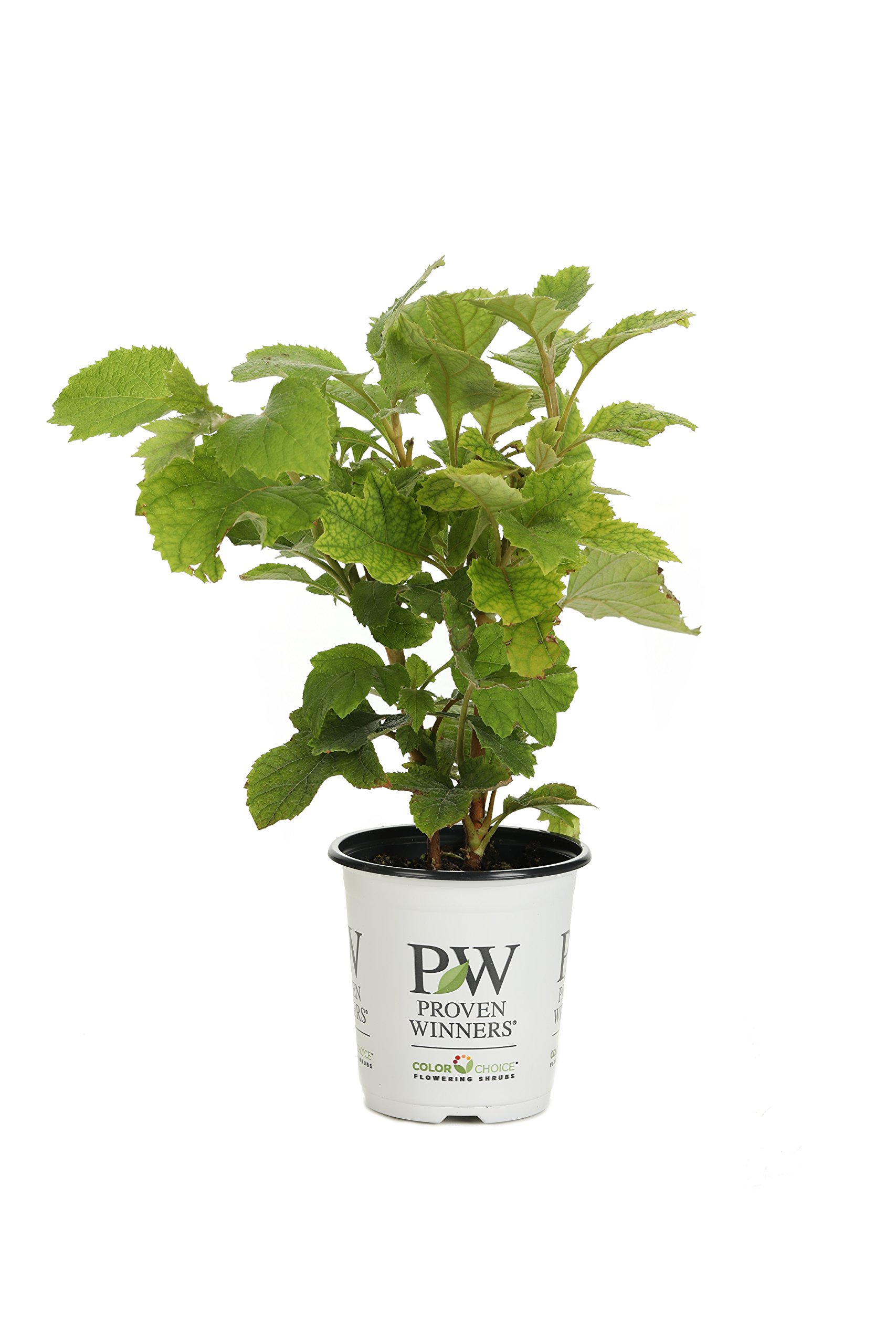 Amazon.com : Gatsby Moon Oakleaf Hydrangea (Quercifolia) Live Shrub ...