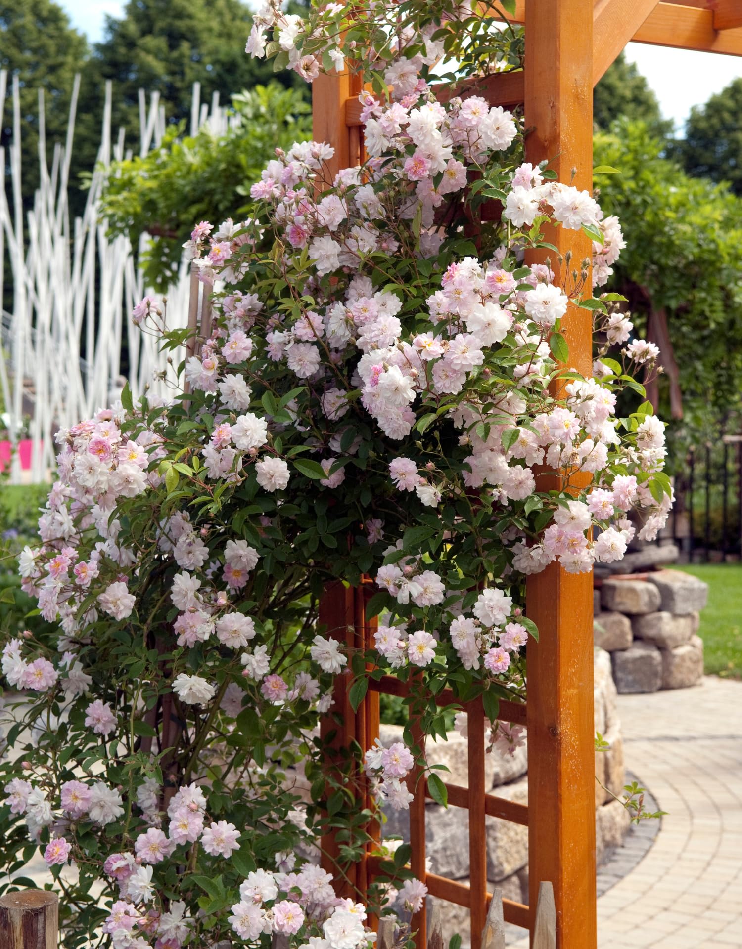 Amazon.com : New Dawn Pink Rose Climbing Live Starter Plant, Fragrant ...