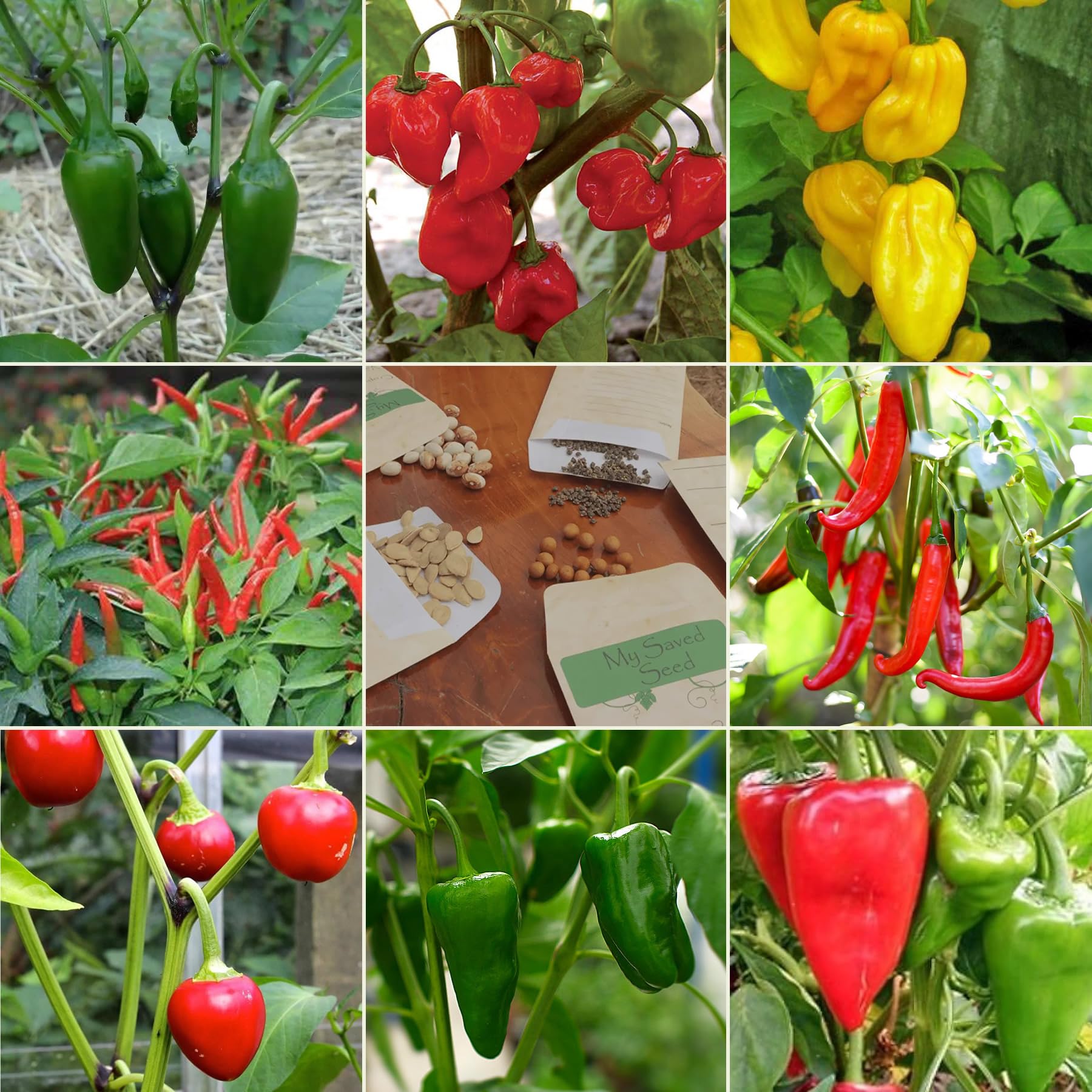 Greenhouse Peppers Varieties Sweet Pepper Field Trial. Napa Master