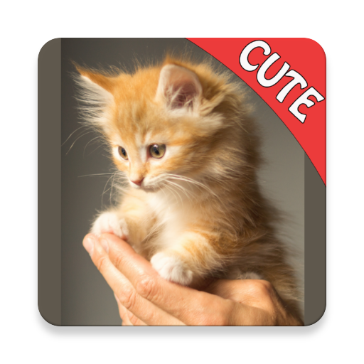 CUTE CATS Memory matching Game - App on Amazon Appstore