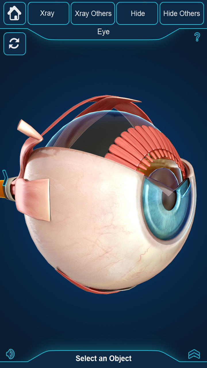 My Eye Anatomy - App on Amazon Appstore