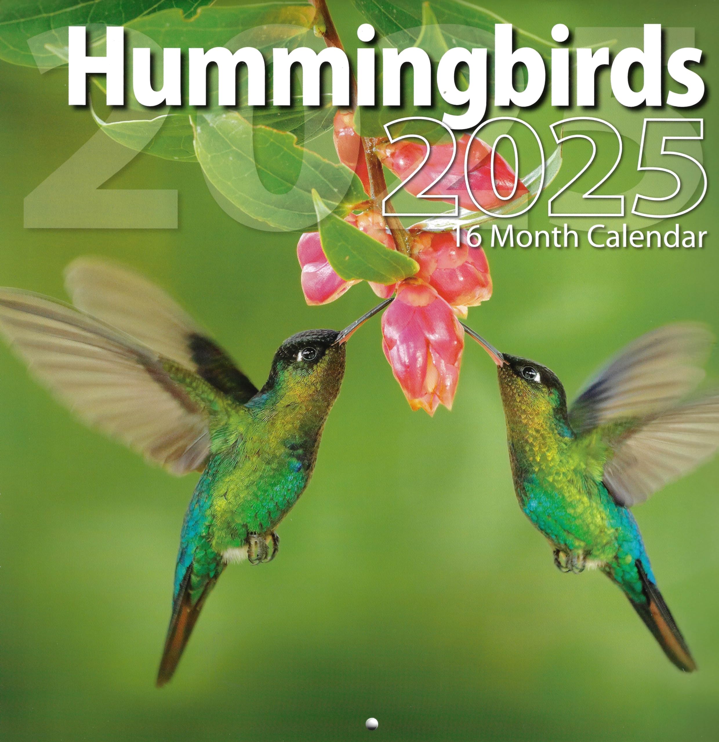 Amazon.com: Bachmann Press 2025 Hummingbirds Full Size Wall Calendar ...