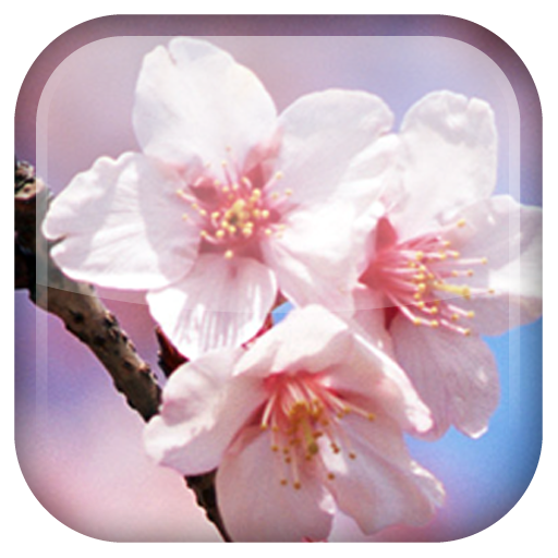 Sakura Live Wallpaper - App on Amazon Appstore