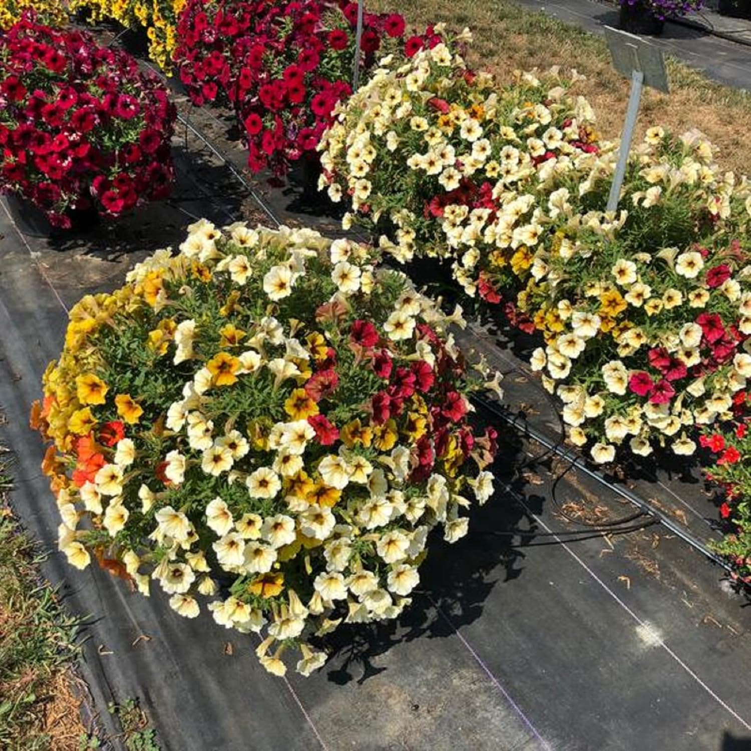 Amazon.com : CHUXAY GARDEN Mixed Calibrachoa Seed 100 Seeds Annual ...