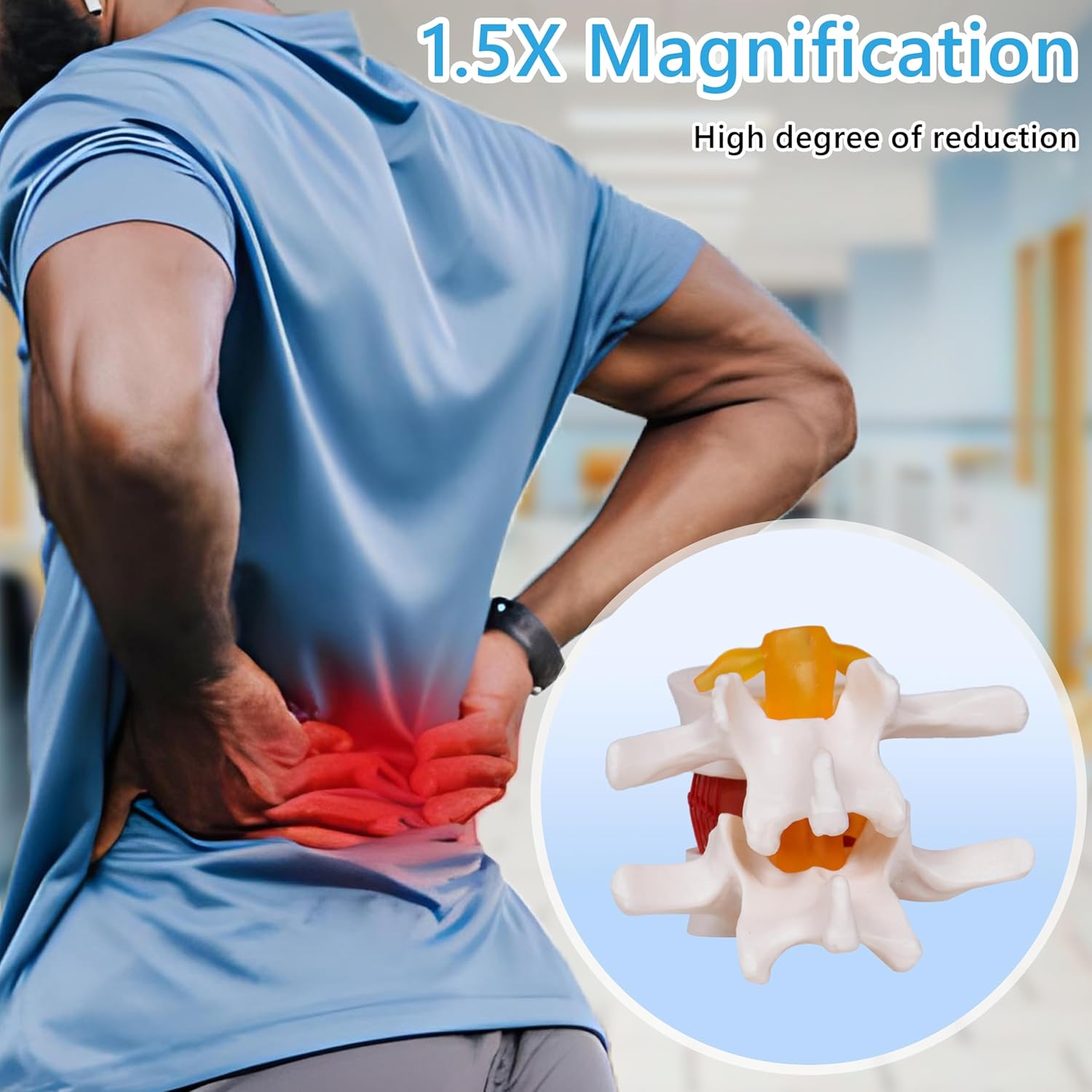 Human Anatomical Lumbar Disc Herniation Model, Australia | Ubuy