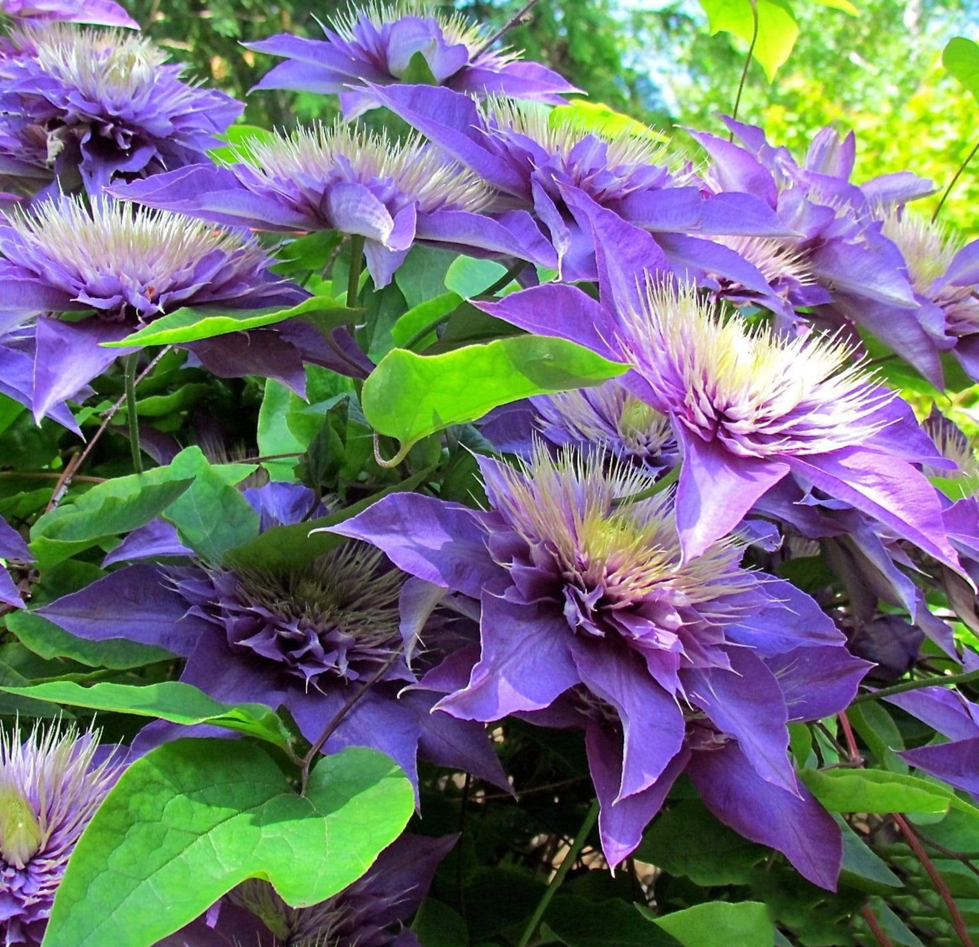Blue Clematis Vine