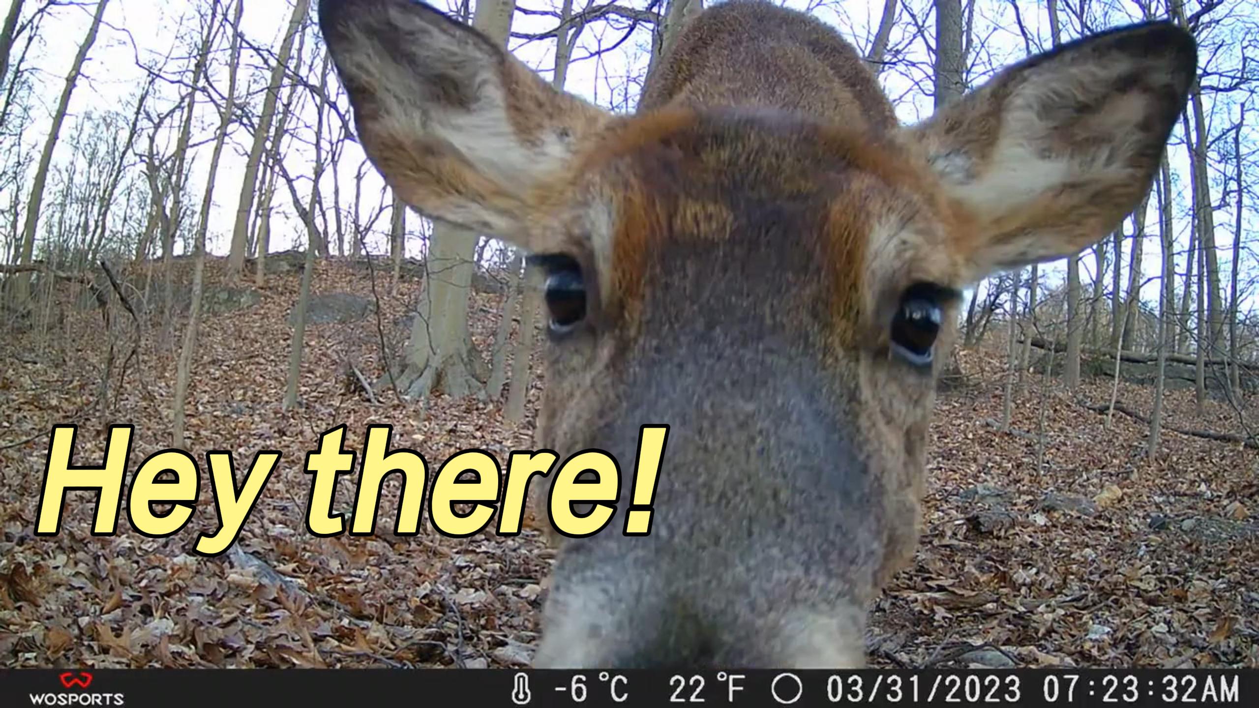 Trail Camera Memes Trail Cam Memes | TikTok
