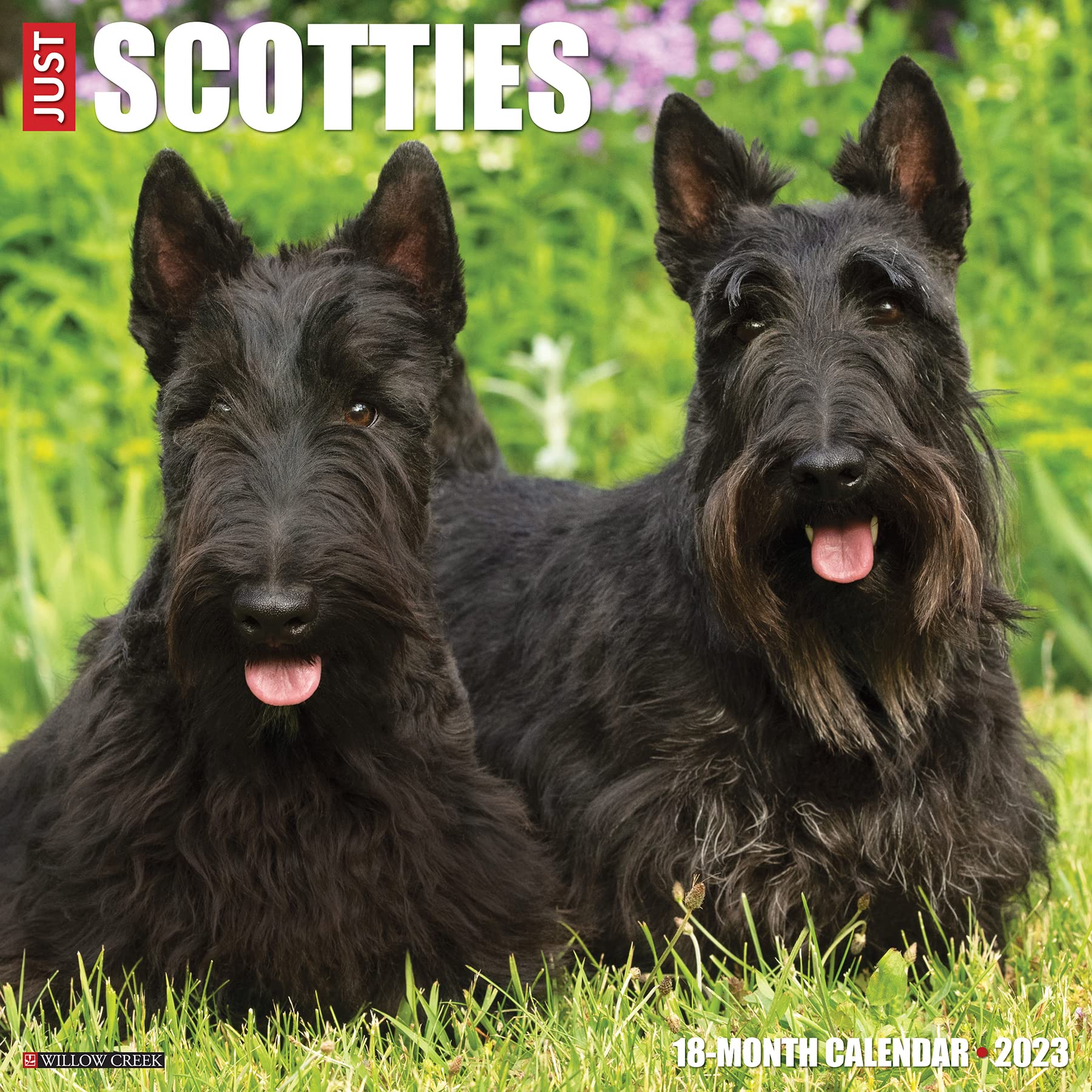 Amazon.com: Just Scotties 2023 Wall Calendar: 9781549227561: Willow ...